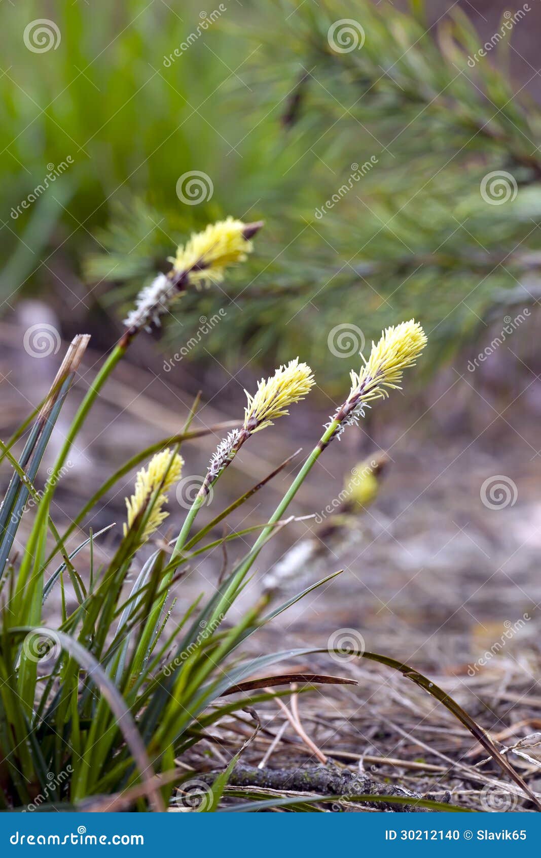 Grass with Inflorescences Largely Stock Photo - Image of color, green ...