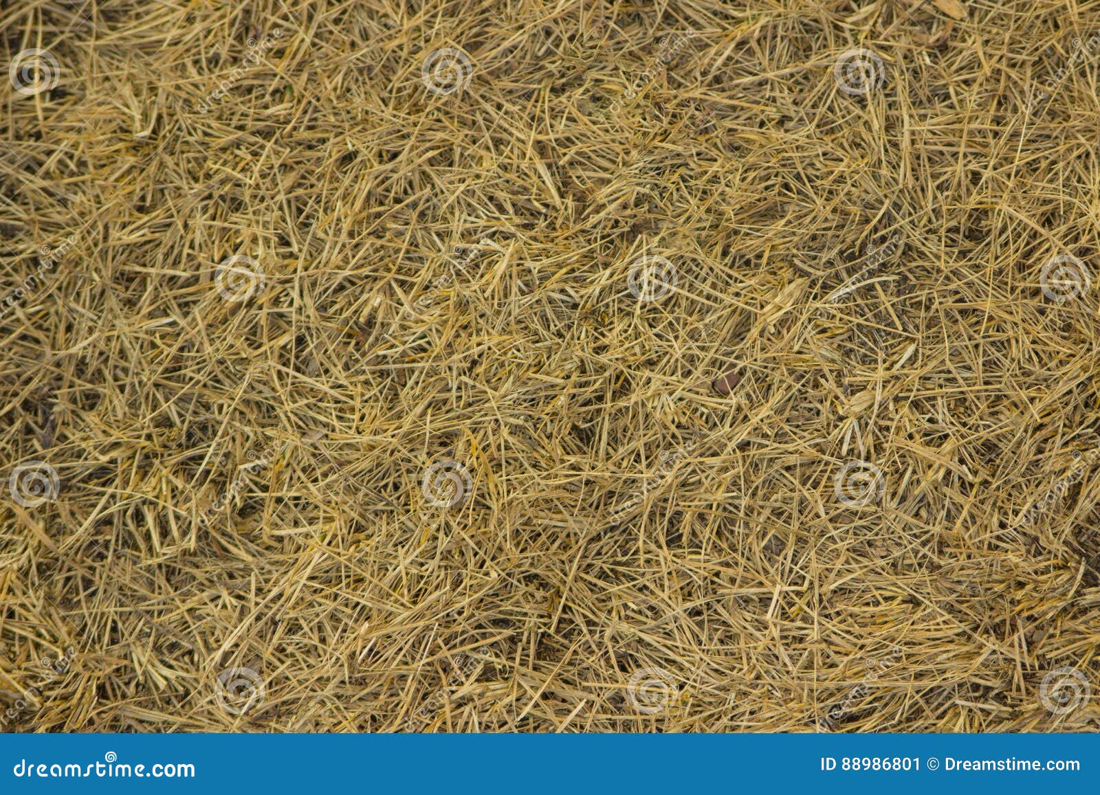 Grass stock image. Image of grass, texture, green, backgrounds - 88986801