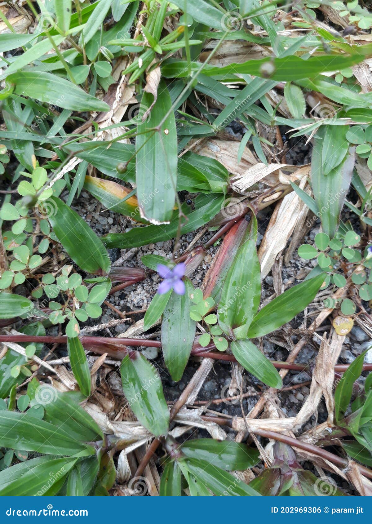 Grass , Zoom and You Will Find Many Things Stock Photo - Image of zoom ...