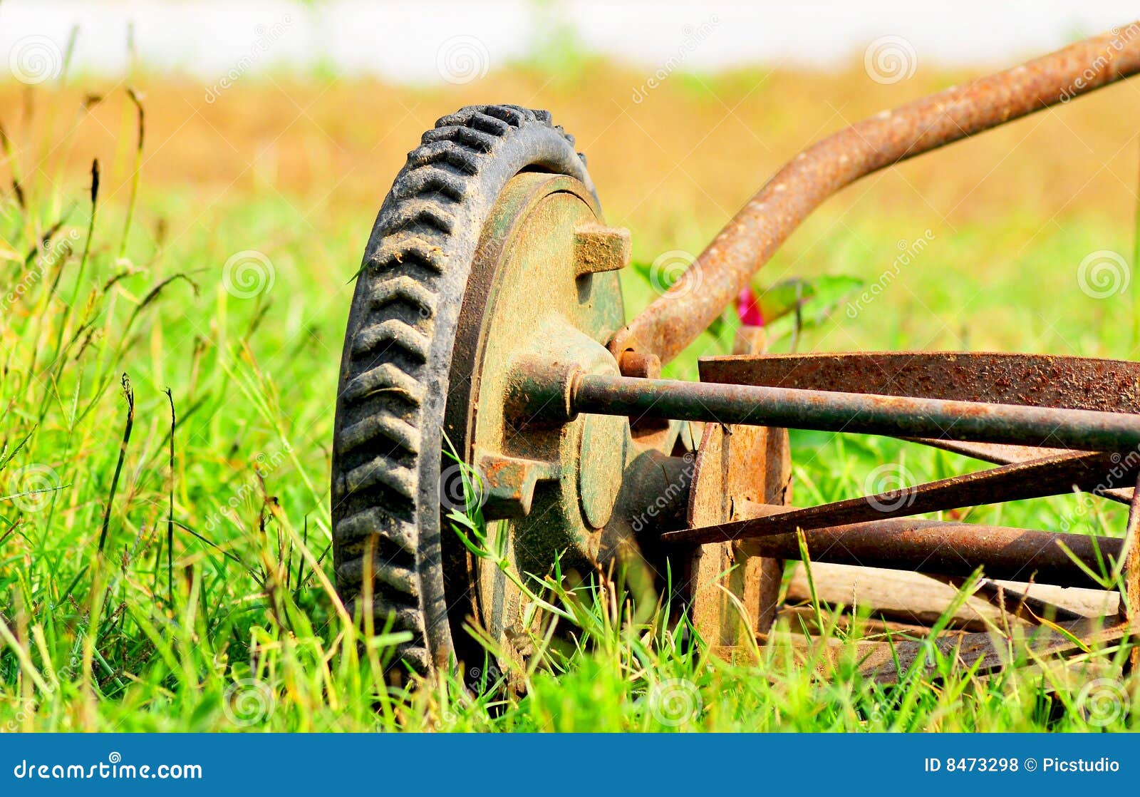 Grasscutter stock photo. Image of outdoor, nature, life - 8473298