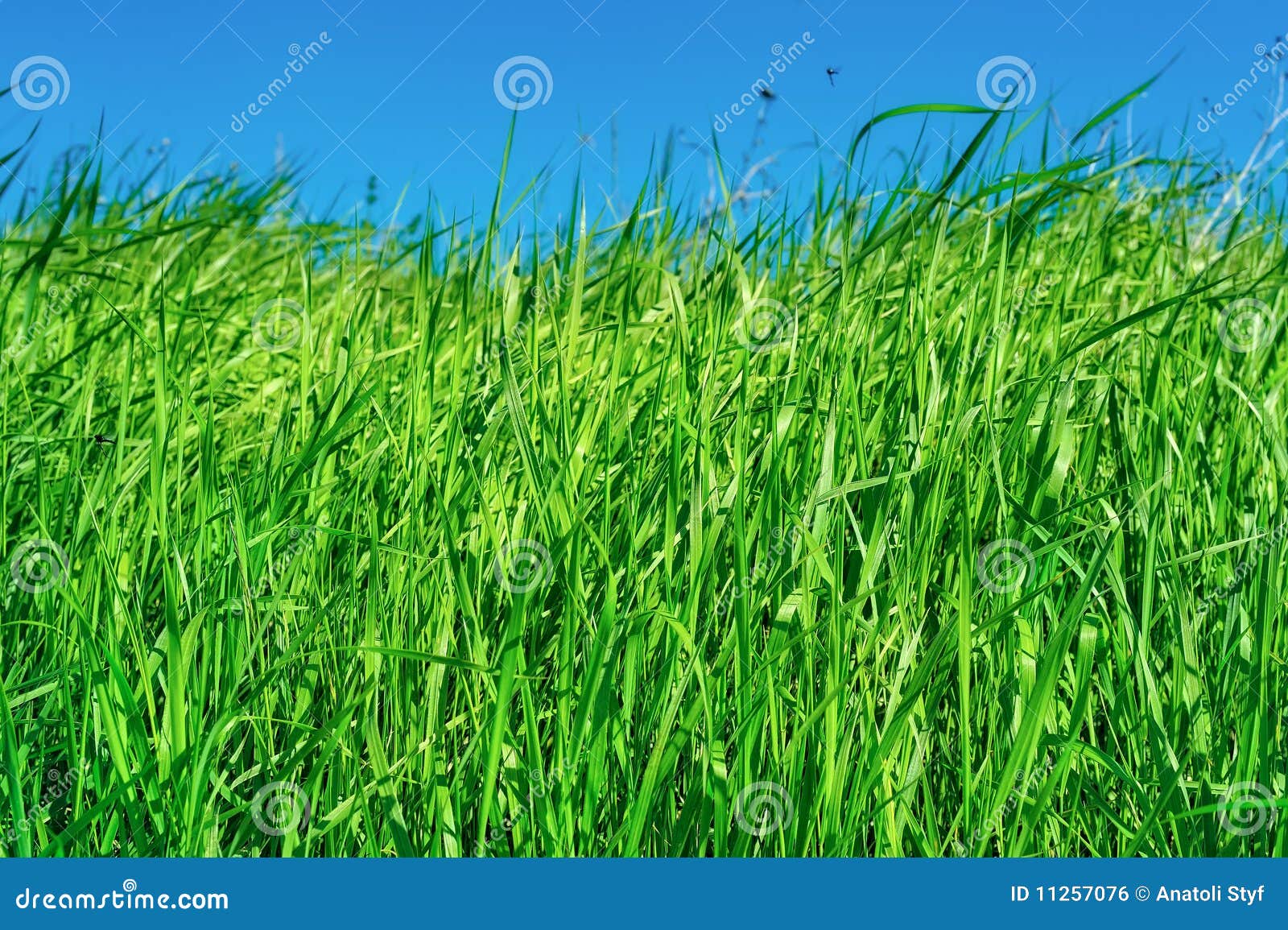 Grassed stock photo. Image of leaf, outdoors, growth - 11257076