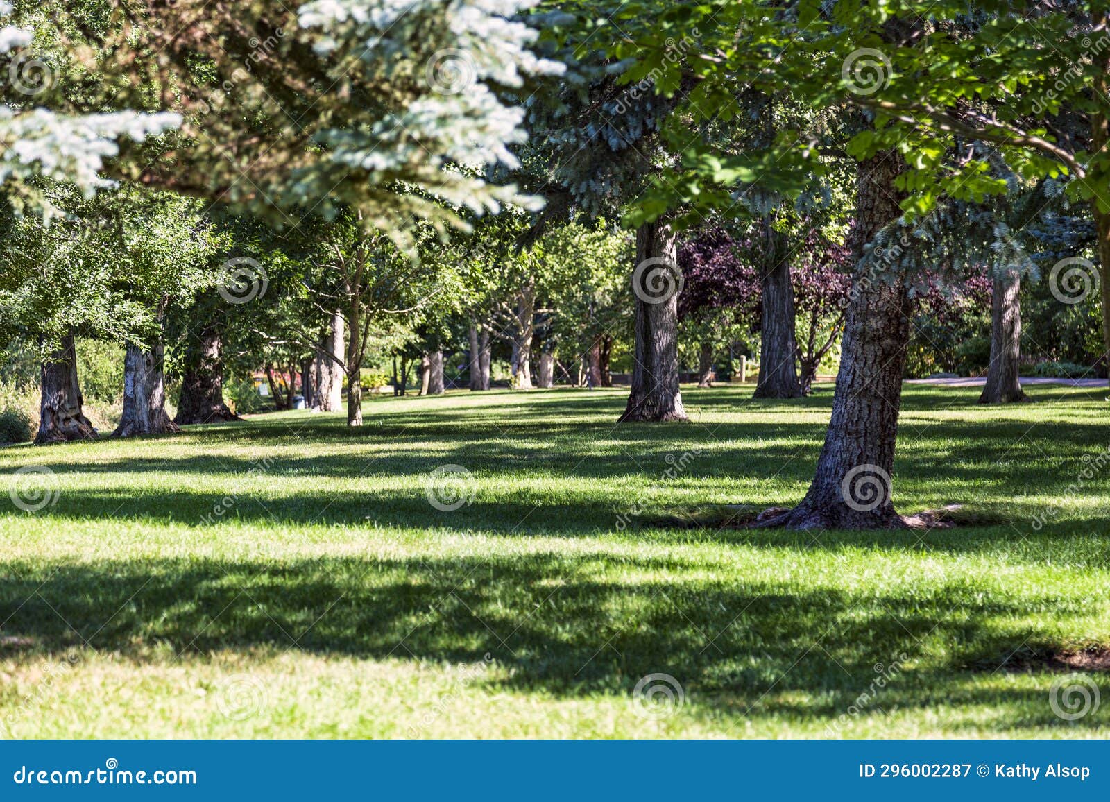 Grassed Area Surrounded by Trees. Stock Image - Image of backyard, area ...