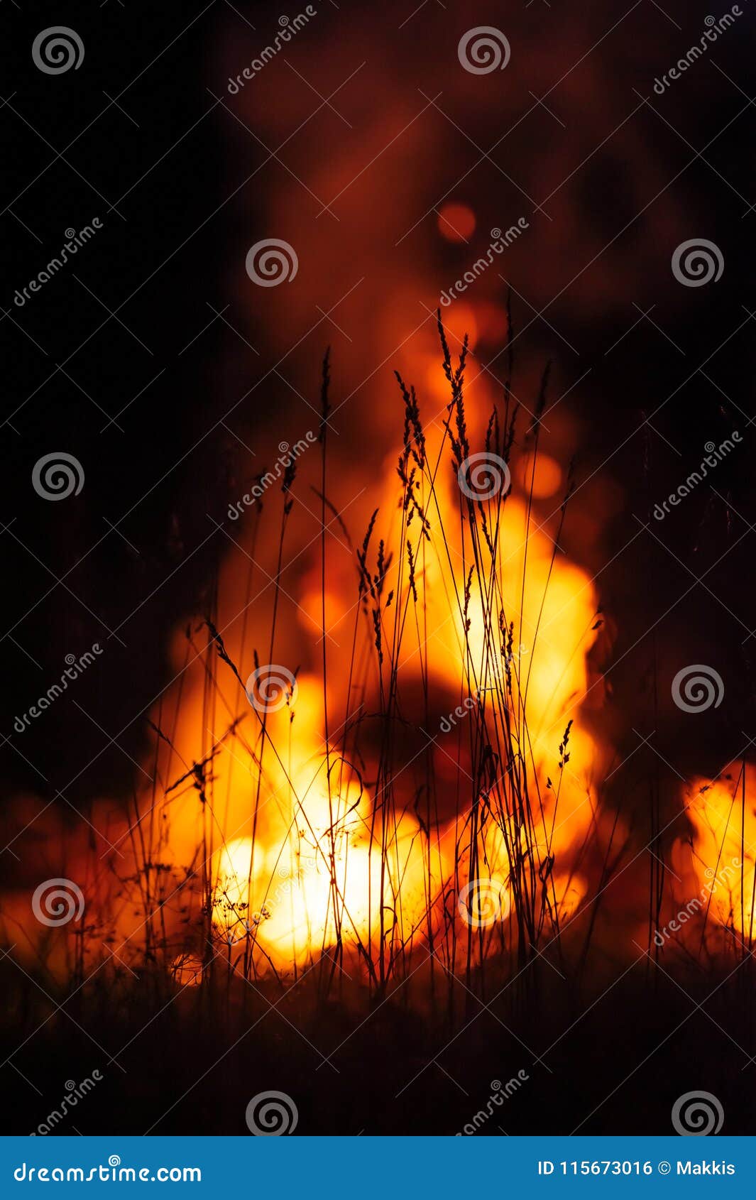 Grasses Against Burning Fire Stock Photo - Image of campfire, burn ...