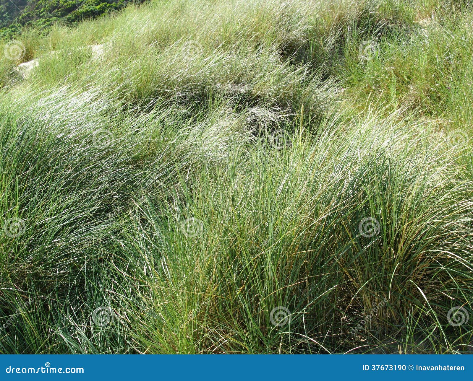 Grasses of the Australian Coast Stock Photo - Image of flora, county ...