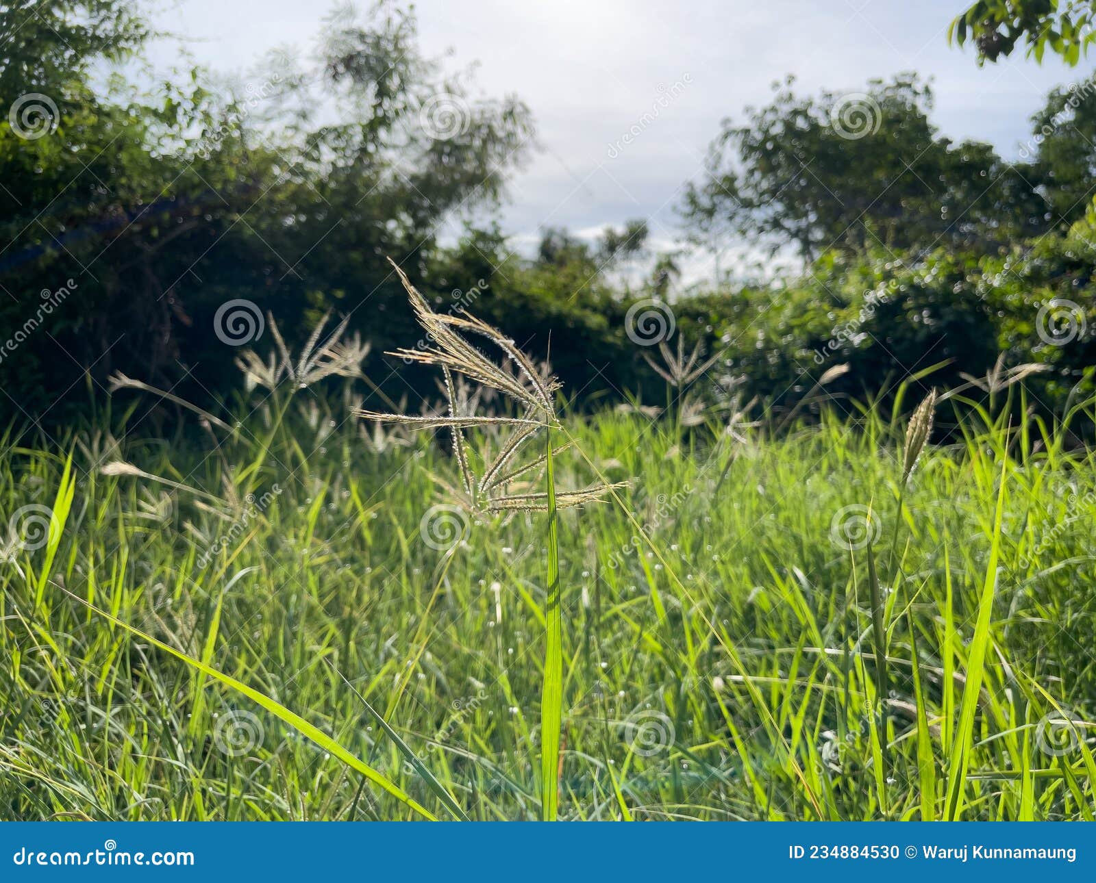 Grasses are Blooming for Propagation. Stock Photo - Image of forest ...