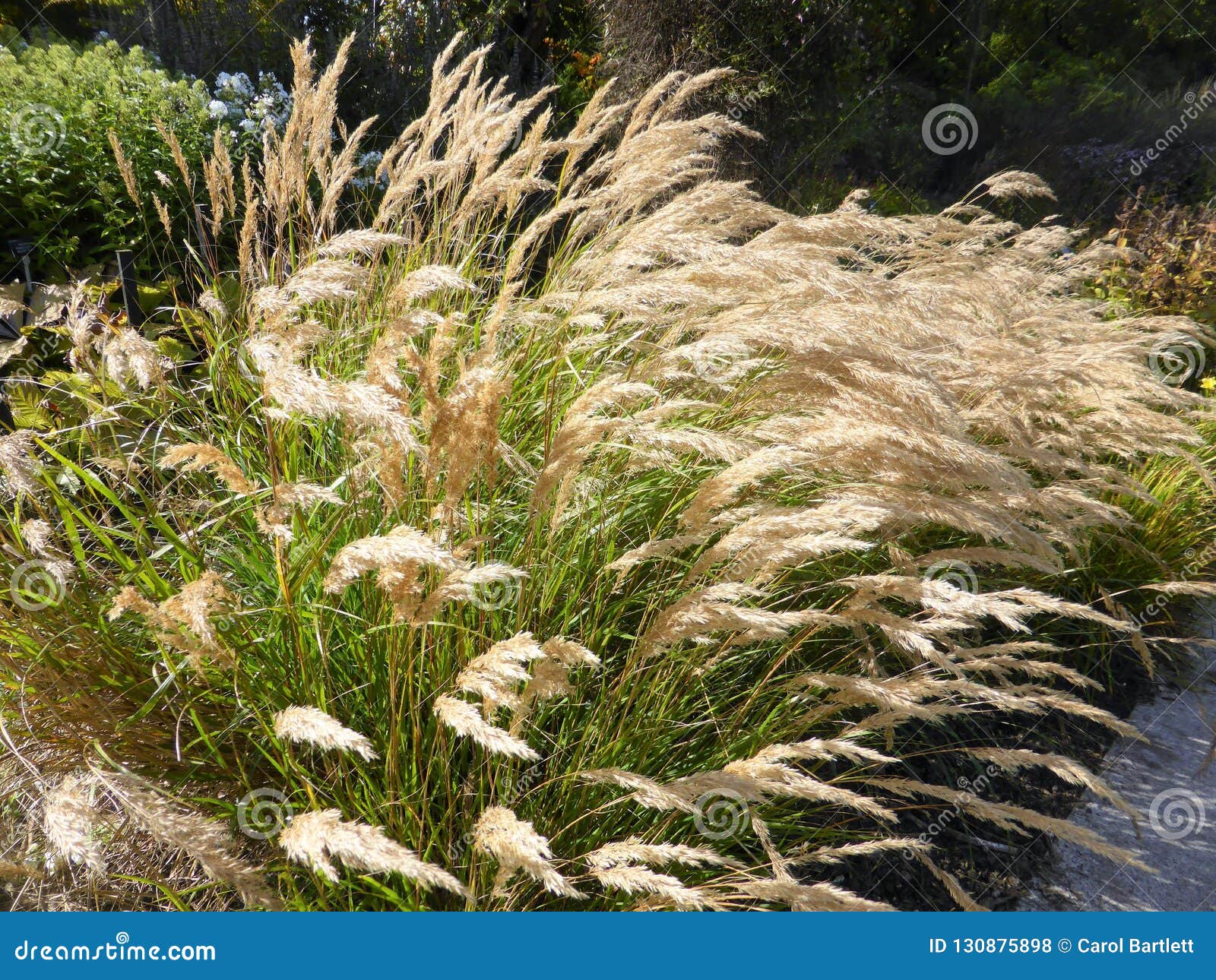 Grasses in the Blowing in the Wind Stock Photo - Image of autumn ...