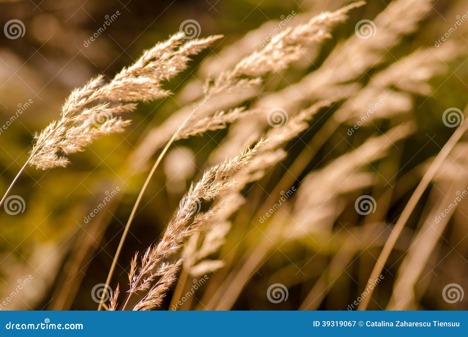 Grasses ears stock image. Image of grass, planta, golden - 39319067