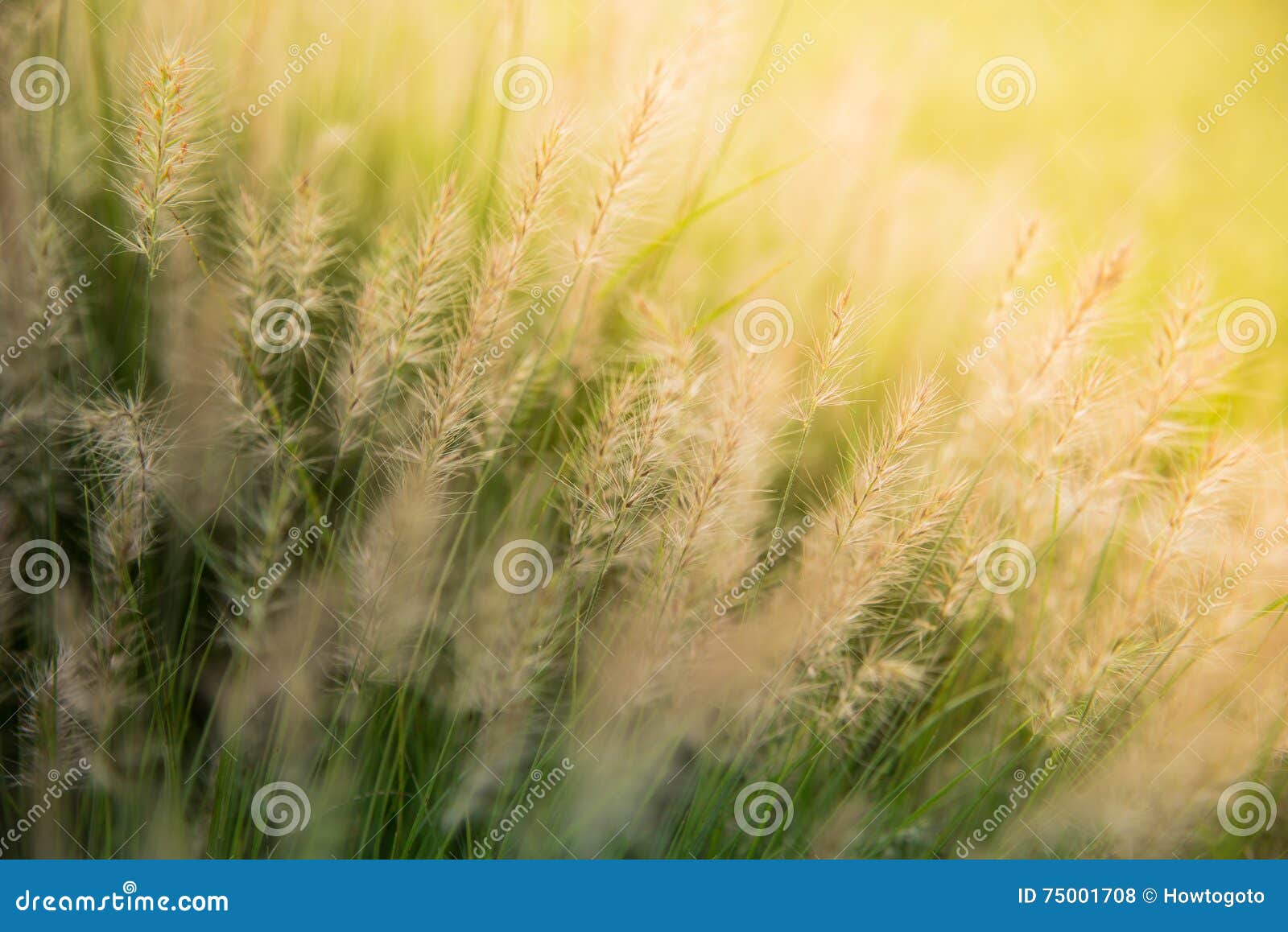 Grasses Field on the Sunrise. Stock Photo - Image of natural, bright ...