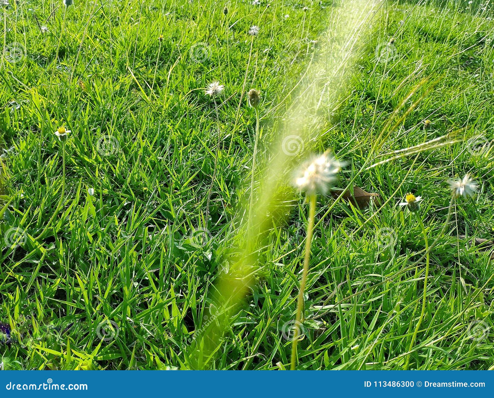 Beatiful Creatures Stock Photos - Free & Royalty-Free Stock Photos from ...