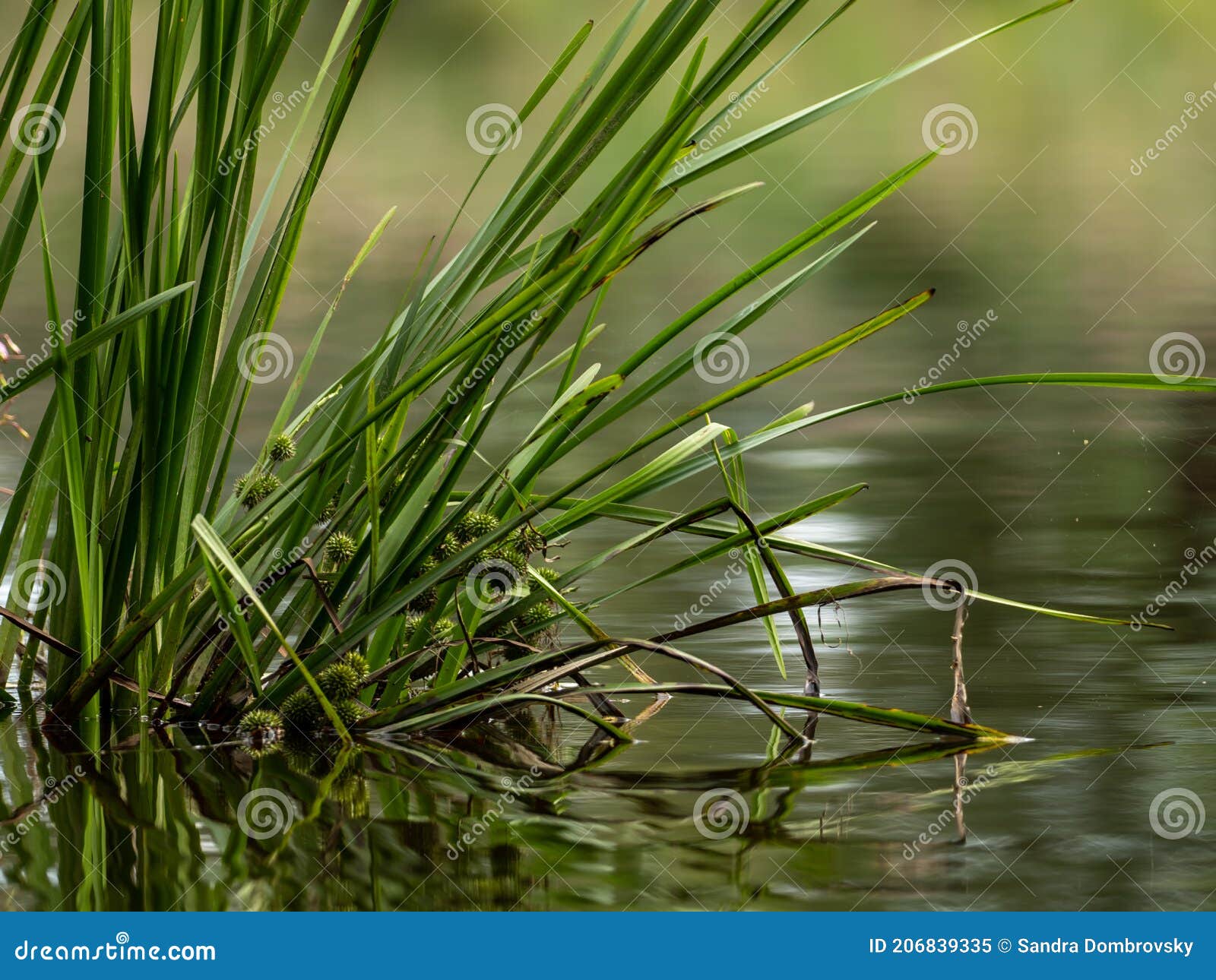 Grasses and Plants in the River Stock Image - Image of background ...
