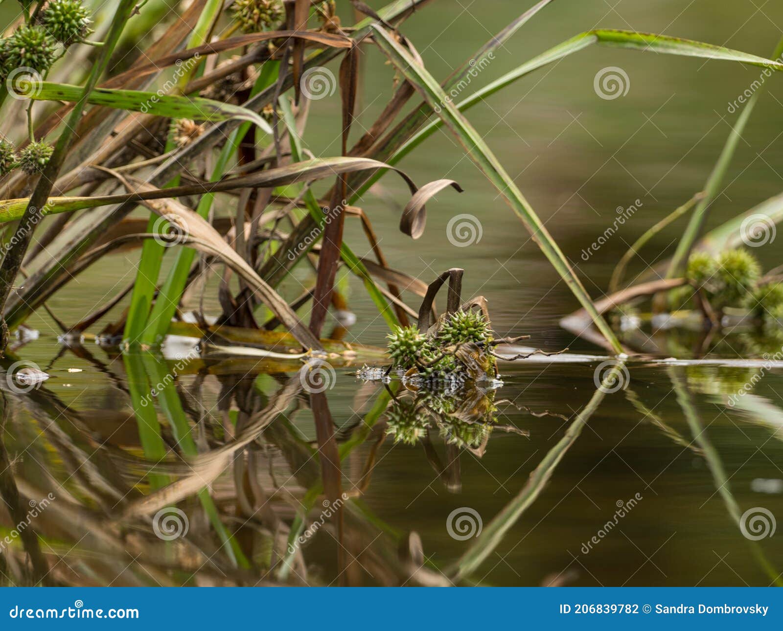 Grasses and Plants in the River Stock Photo - Image of spring, grasses ...