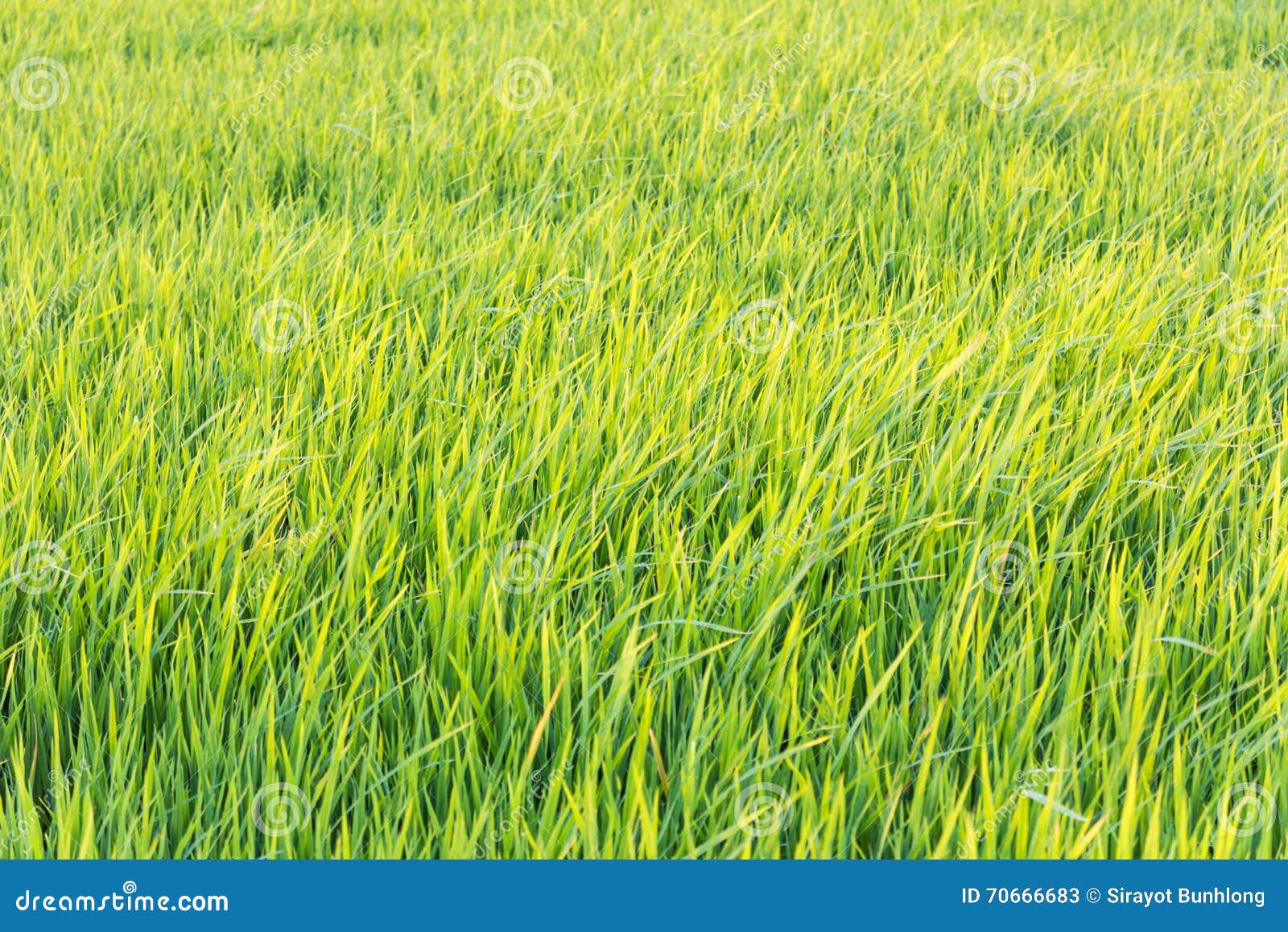 Grasses in the rice field stock image. Image of cloud - 70666683