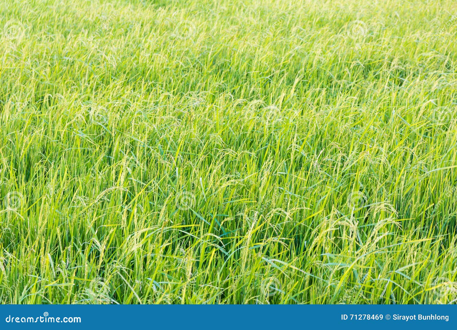 Grasses in the rice field stock image. Image of rice - 71278469