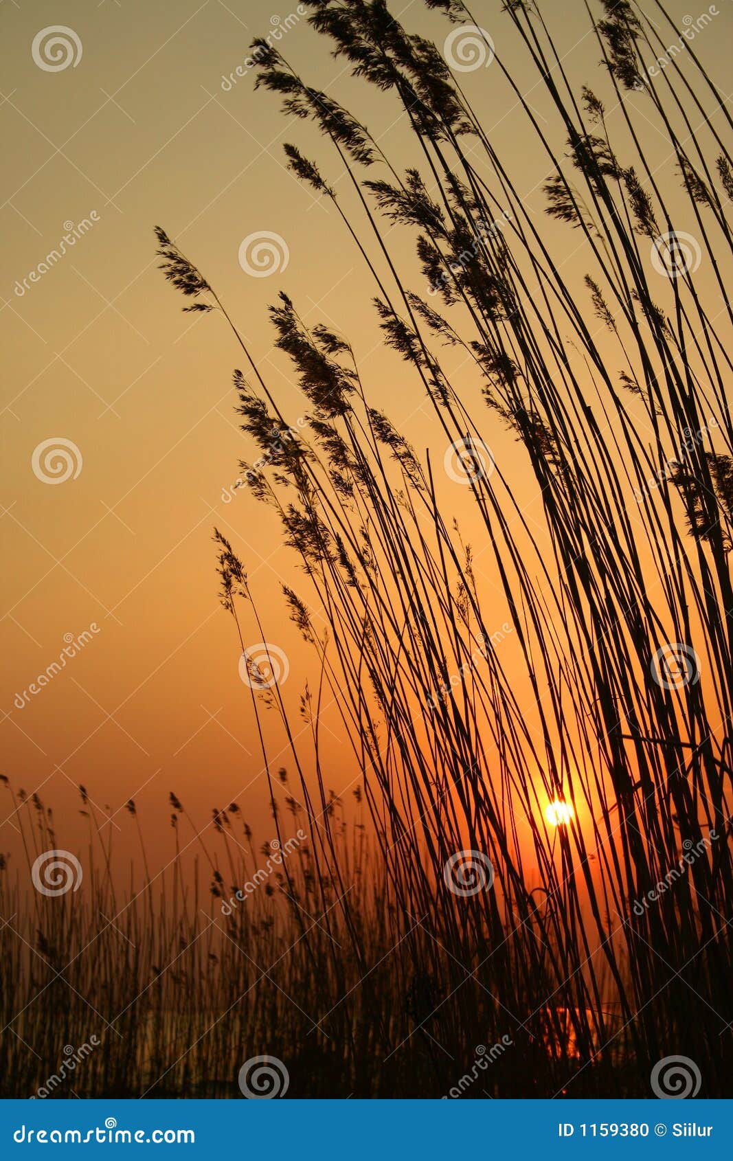 Grasses Silhouetted at Sunset Stock Photo - Image of glow, dusk: 1159380