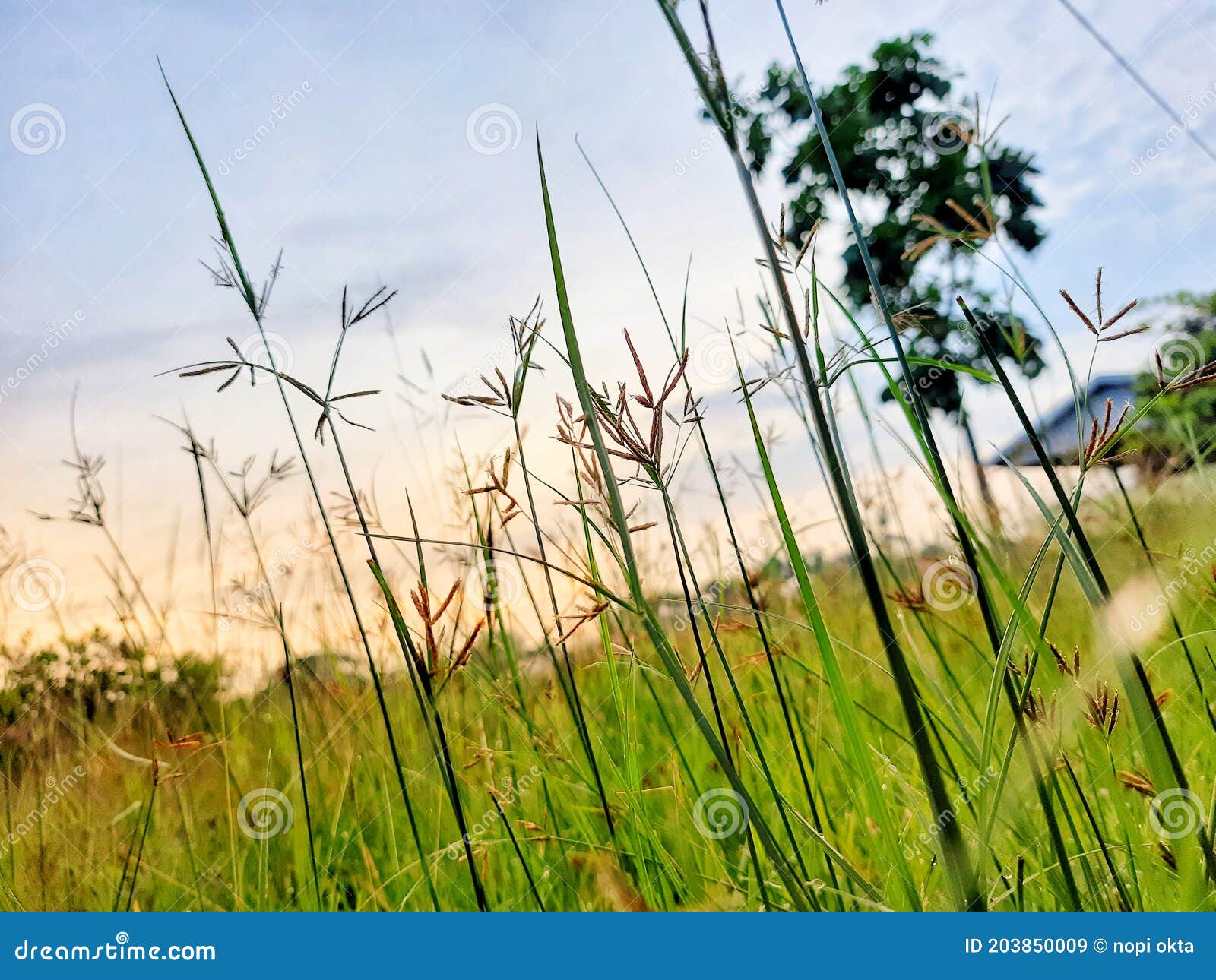Grasses with the sunrise stock image. Image of sunrise - 203850009