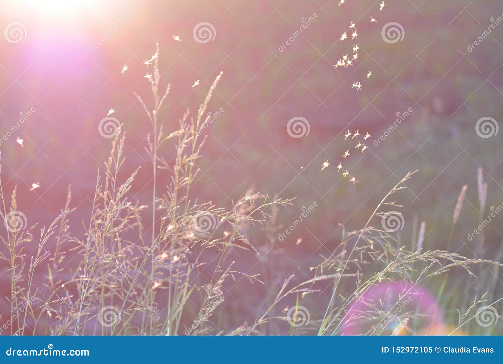 Grasses at Sunset with Flying Insects in Backlight Stock Image - Image ...