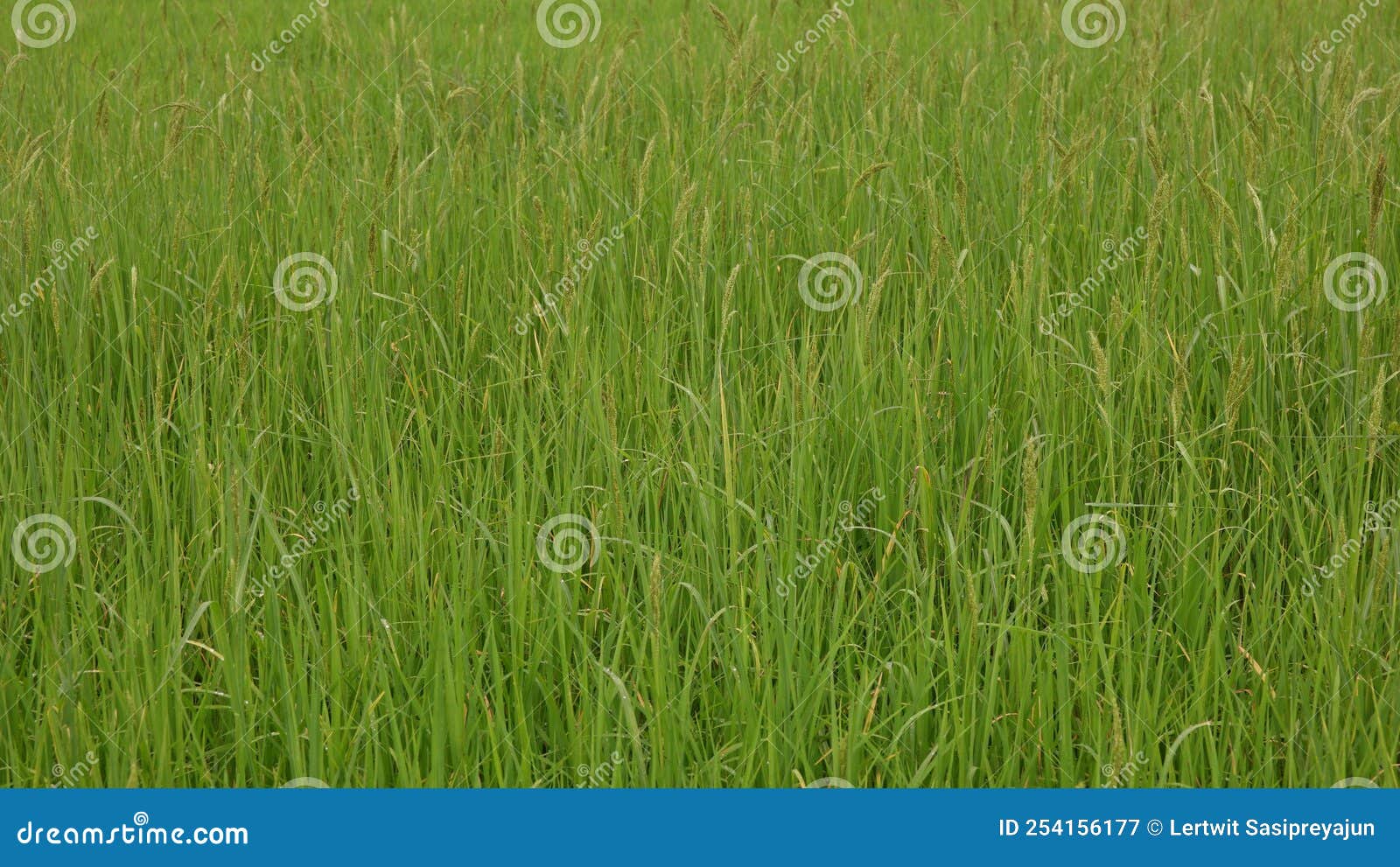 Grasses Weed Infested To Rice Field Stock Image - Image of crusgalli ...