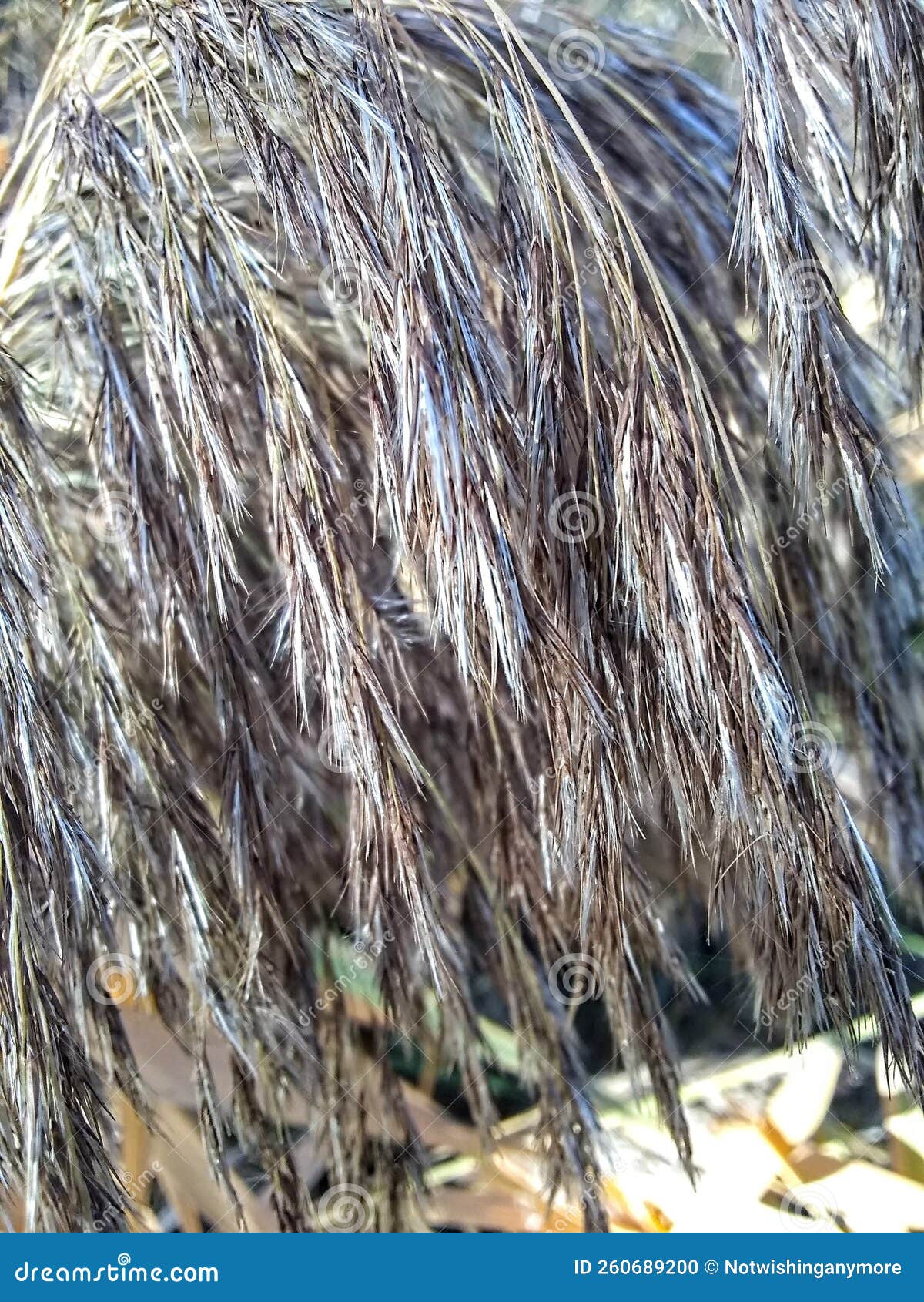 Grasses Wildly Shining in the Fall Sun Stock Photo - Image of wood ...