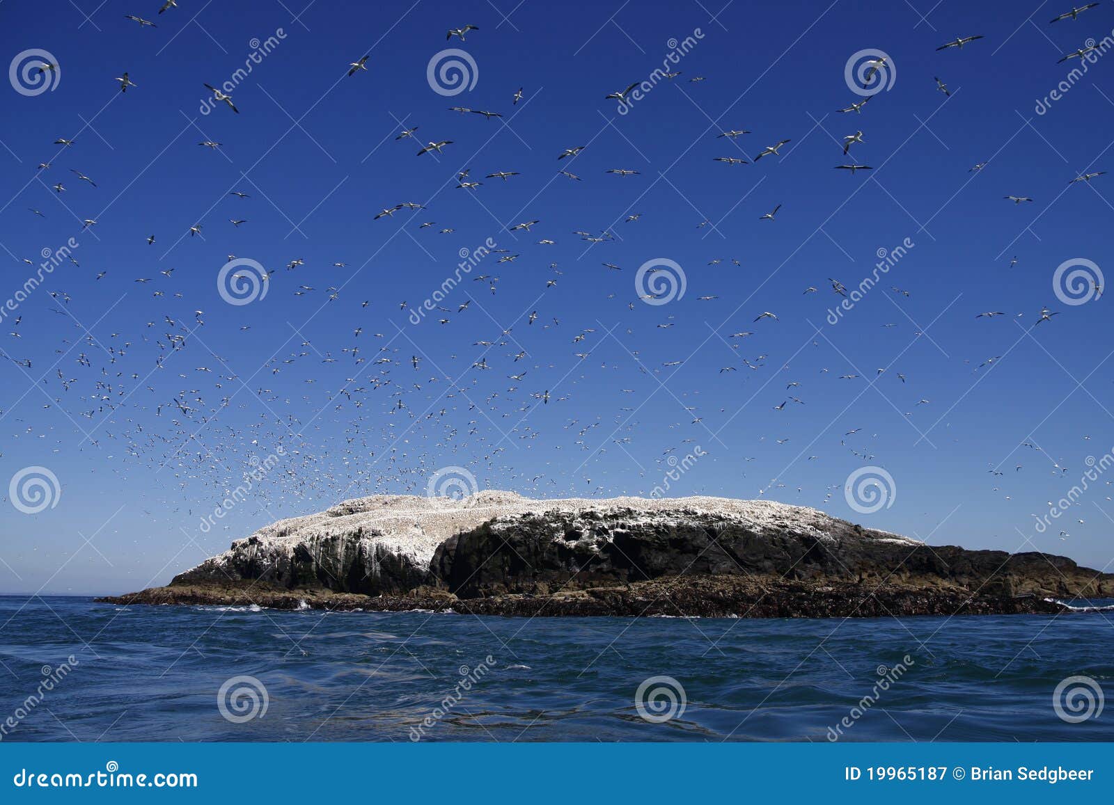 Grassholm Gannets stock image. Image of grassholm, water - 19965187