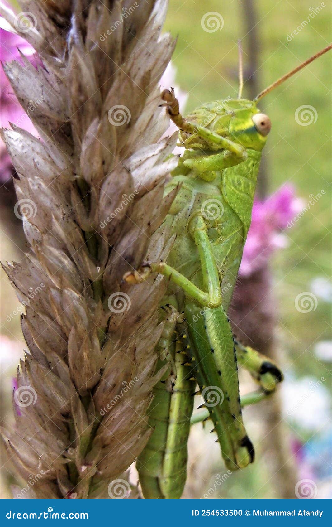 The grasshoper climb stock photo. Image of invertebrate - 254633500