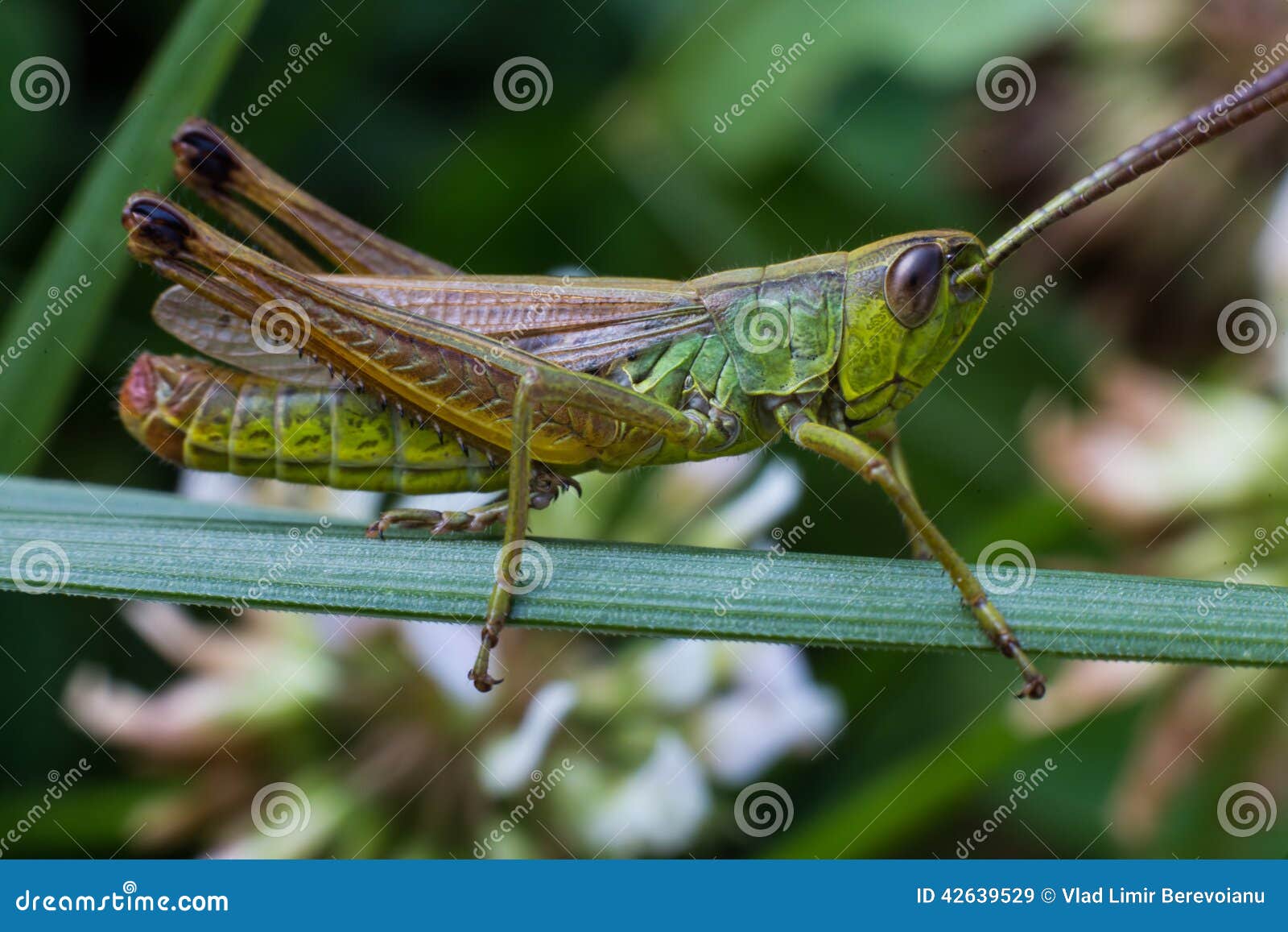 Grasshoper stock image. Image of closeup, macro, grasshoper - 42639529