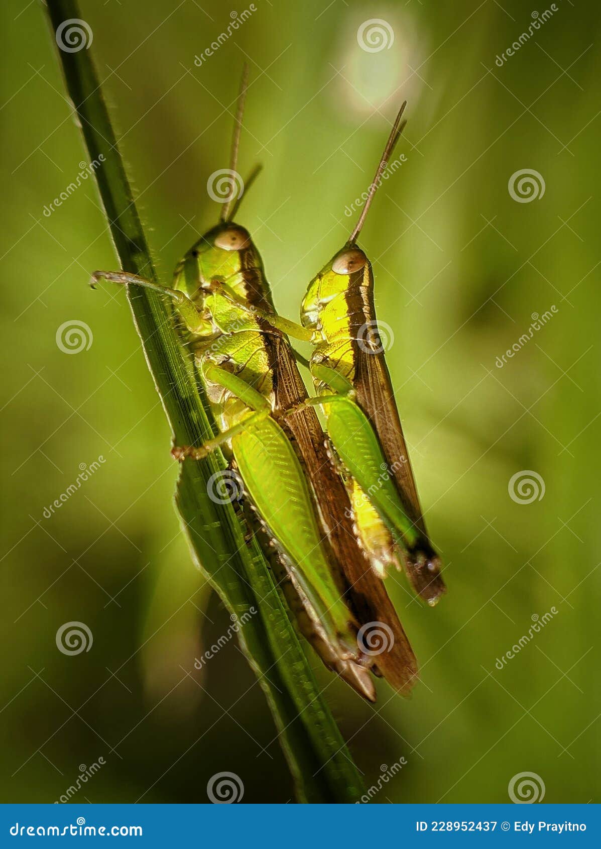 The Grasshoper stock image. Image of mating, process - 228952437