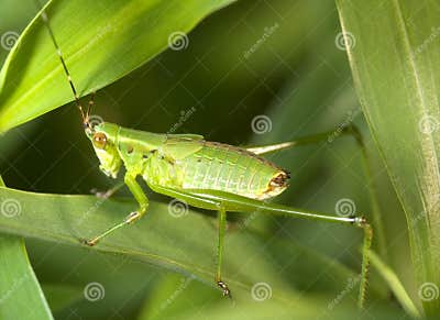 Grasshoper nymph stock image. Image of green, close, macro - 1011077