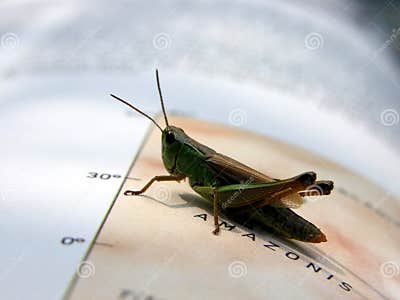 Grasshopper stock photo. Image of magnify, climbing, legs - 614