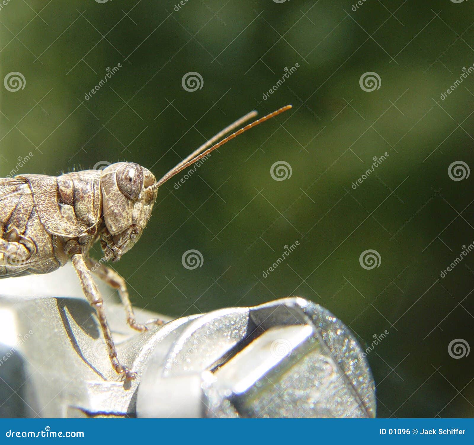Grasshopper stock photo. Image of brown, antenna, antennas - 1096