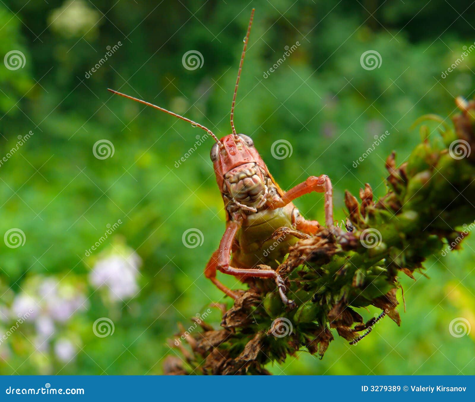 Grasshopper 1 stock image. Image of grasshopper, insect - 3279389