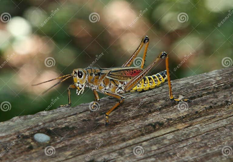 Grasshopper stock image. Image of eating, habitat, bite - 1090079