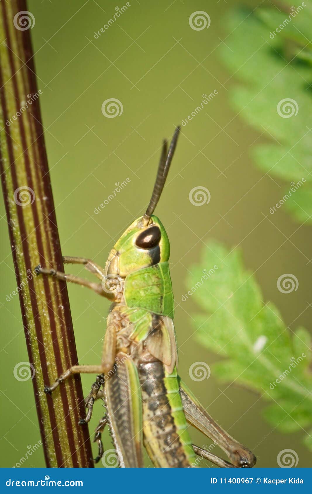 Grasshopper stock image. Image of feelers, green, garden - 11400967