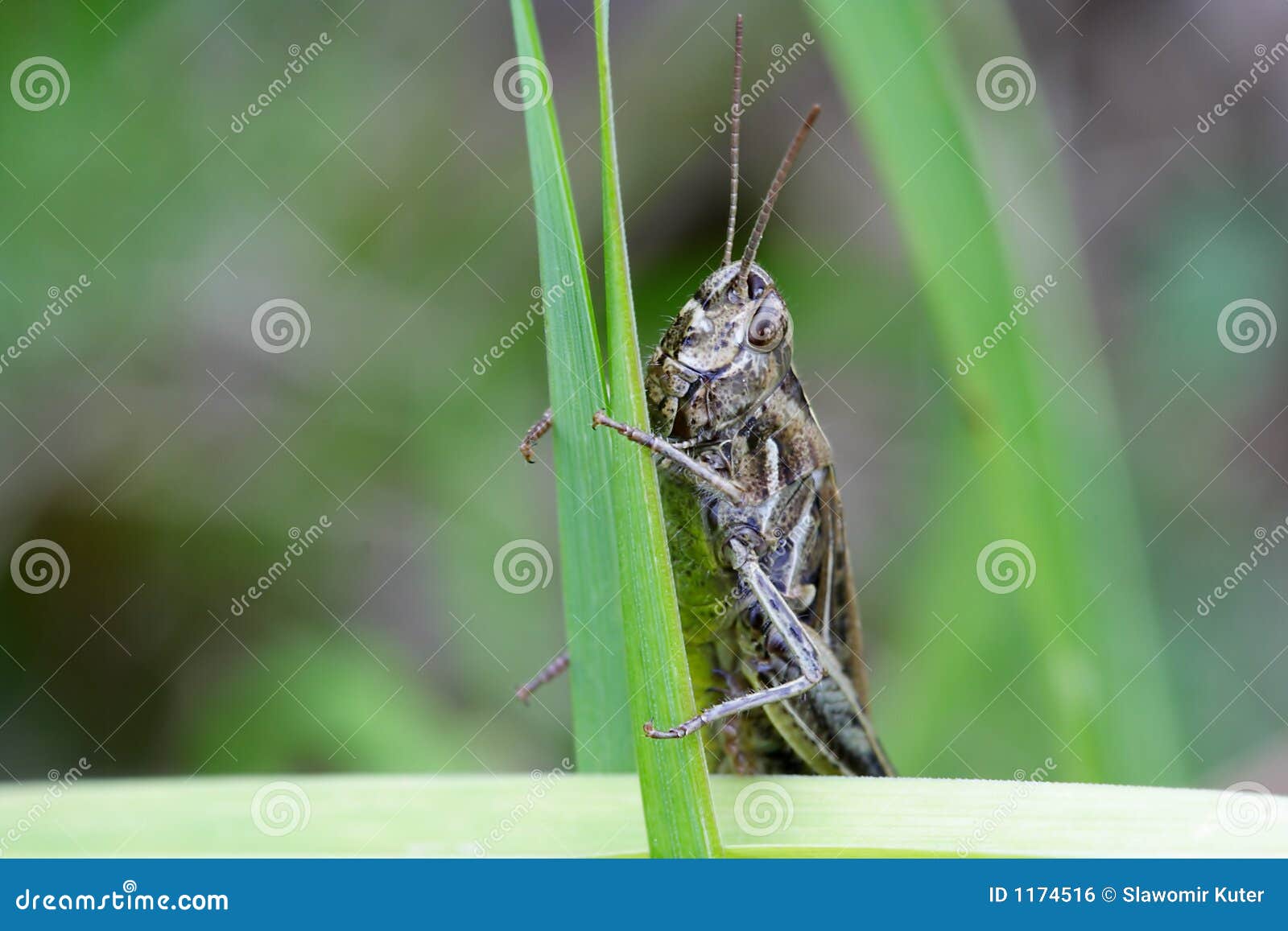 Grasshopper stock photo. Image of detail, nature, summer - 1174516
