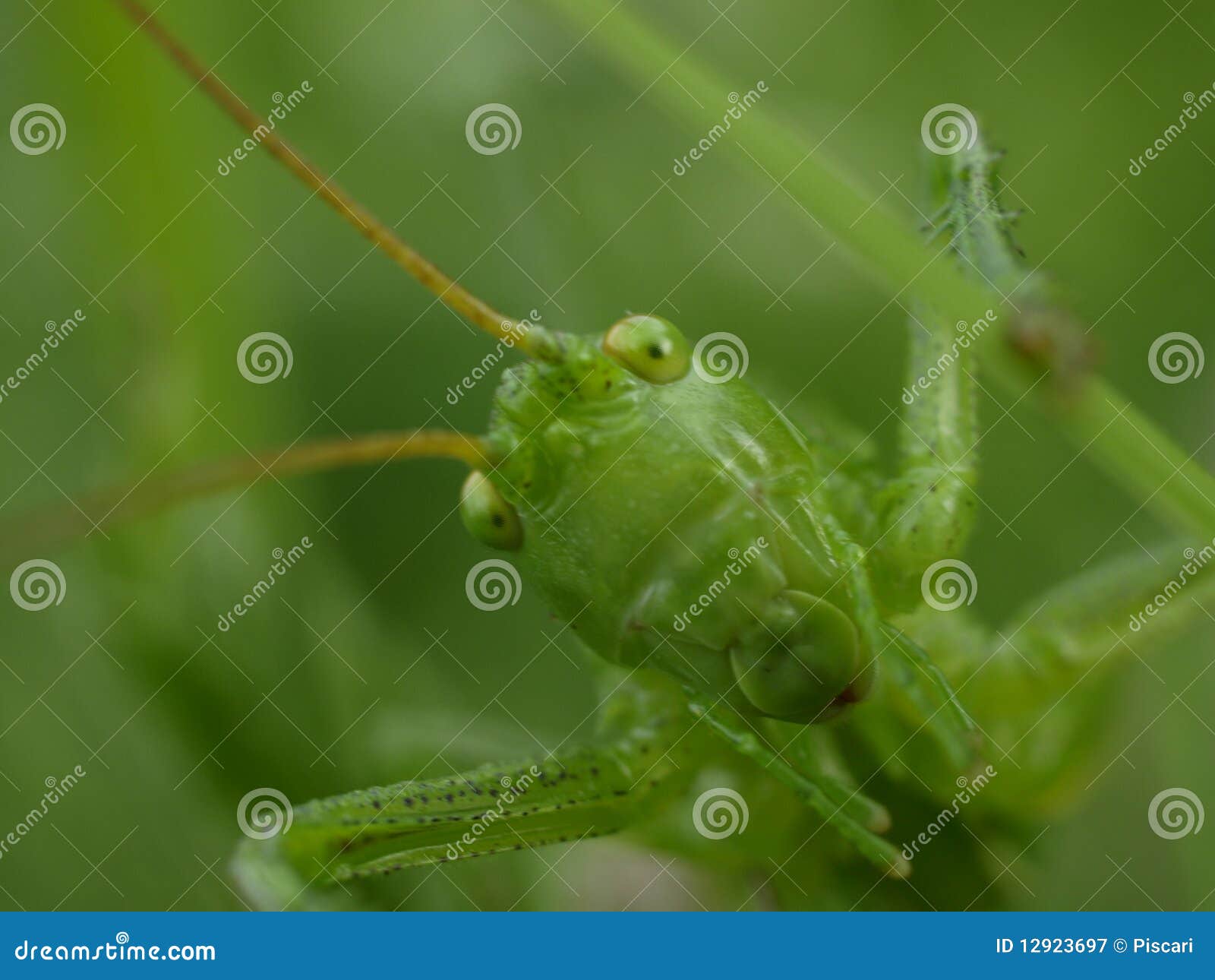 Grasshopper stock image. Image of alien, grass, creep - 12923697