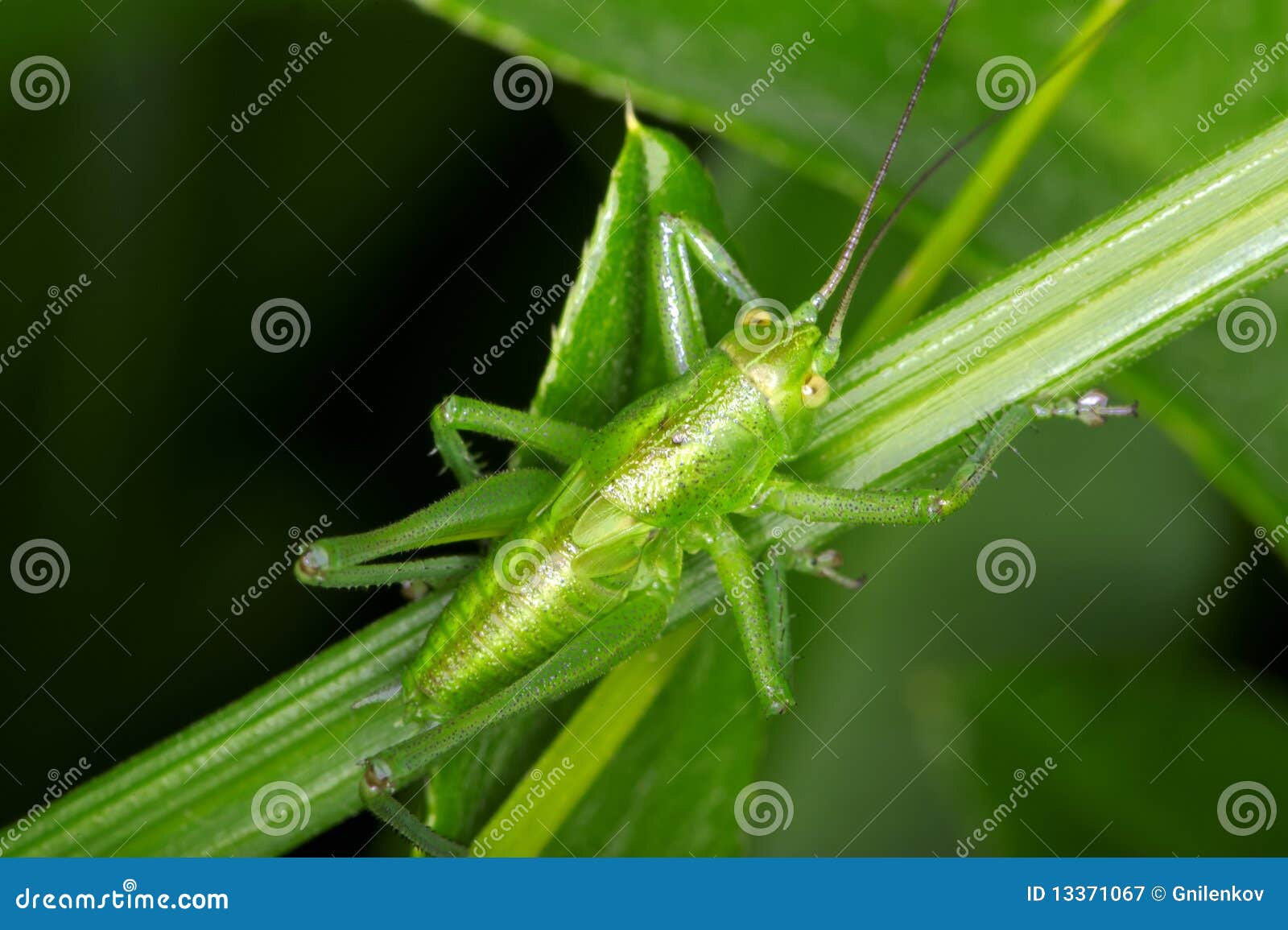 Grasshopper stock image. Image of animals, outdoors, foot - 13371067