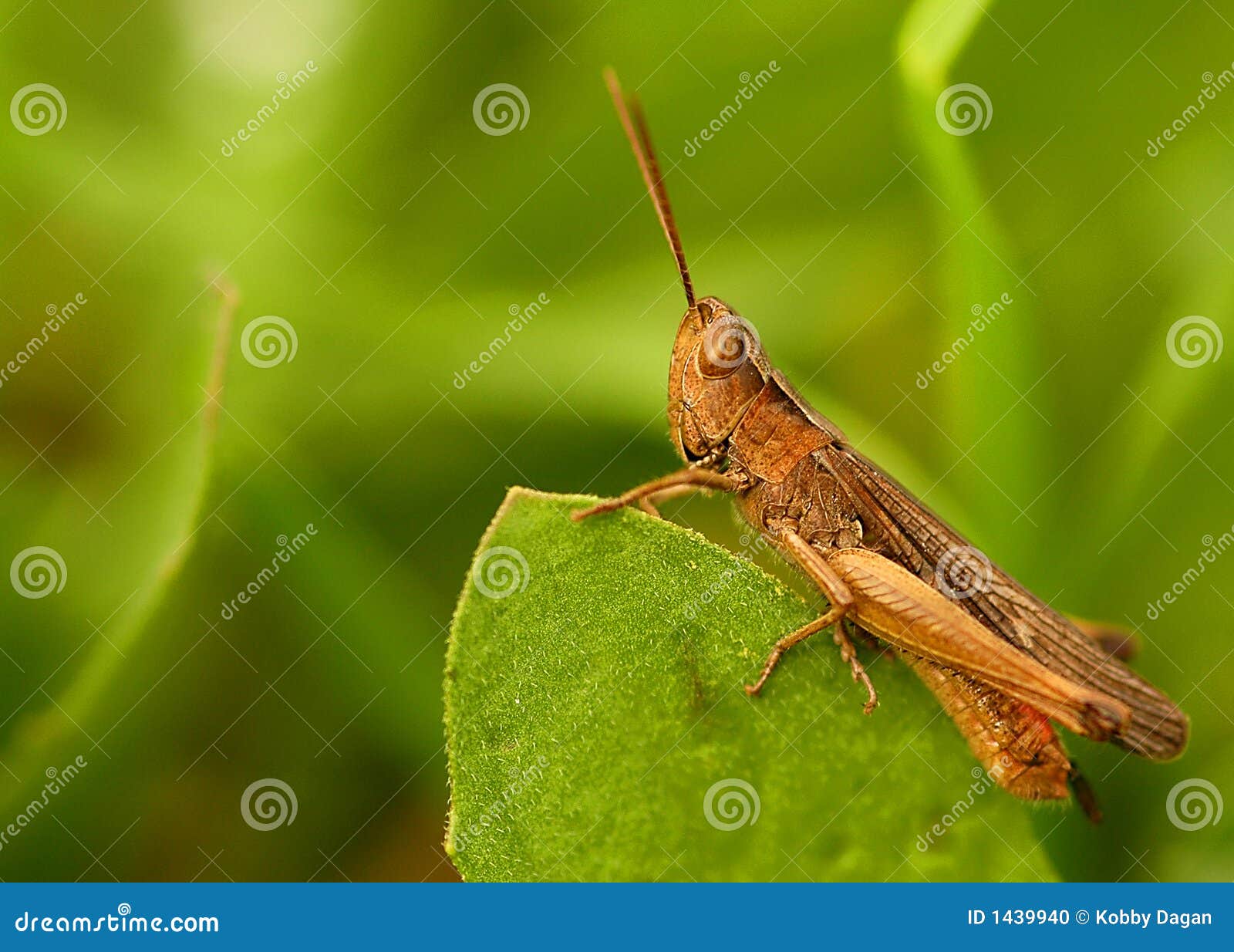 Grasshopper stock photo. Image of grasshopper, nature - 1439940
