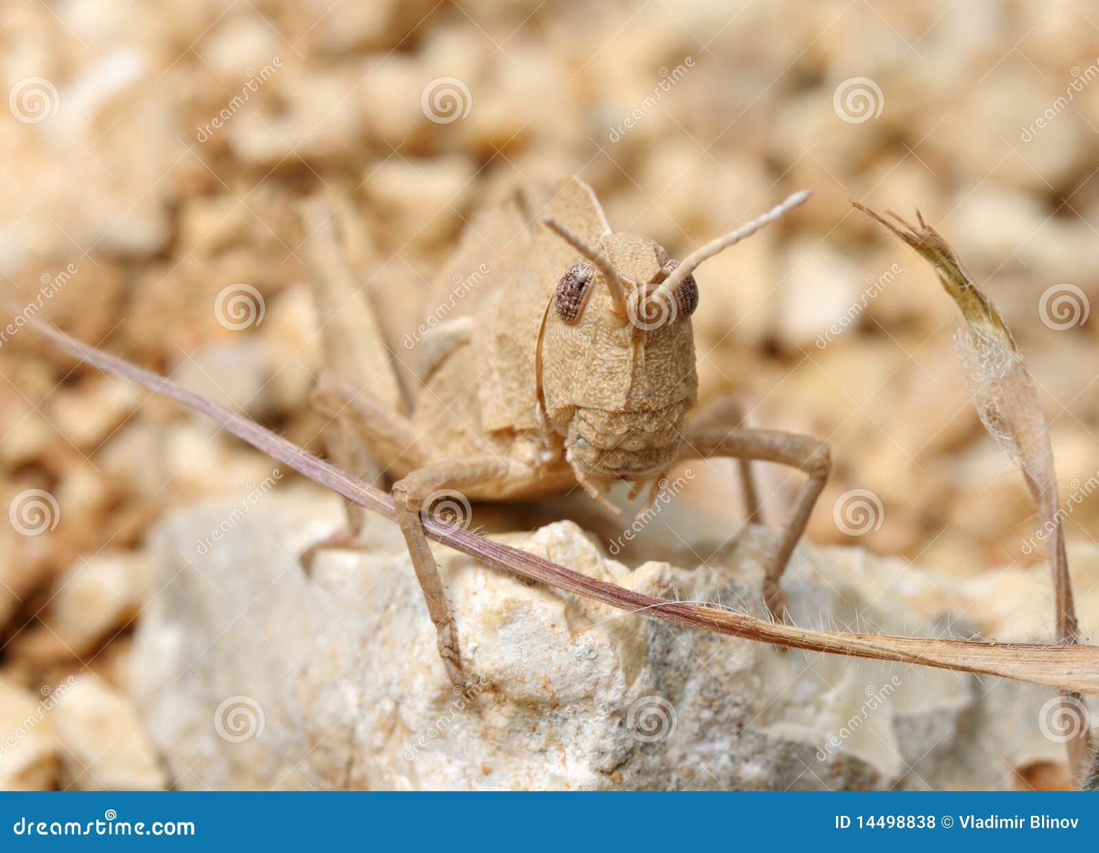 11,110 Color Grasshopper Photos - Free & Royalty-Free Stock Photos from ...