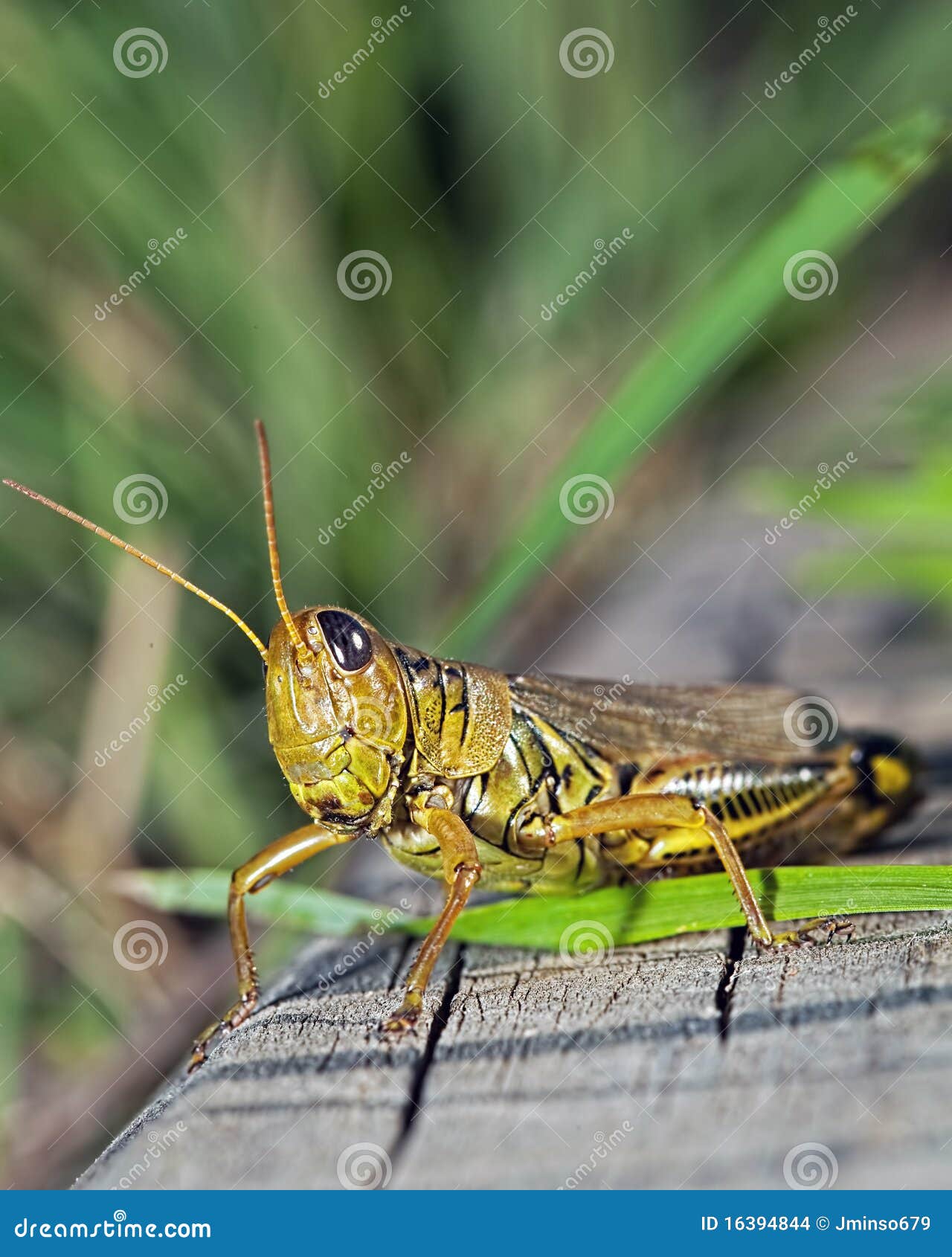 Grasshopper stock photo. Image of close, wood, animals - 16394844