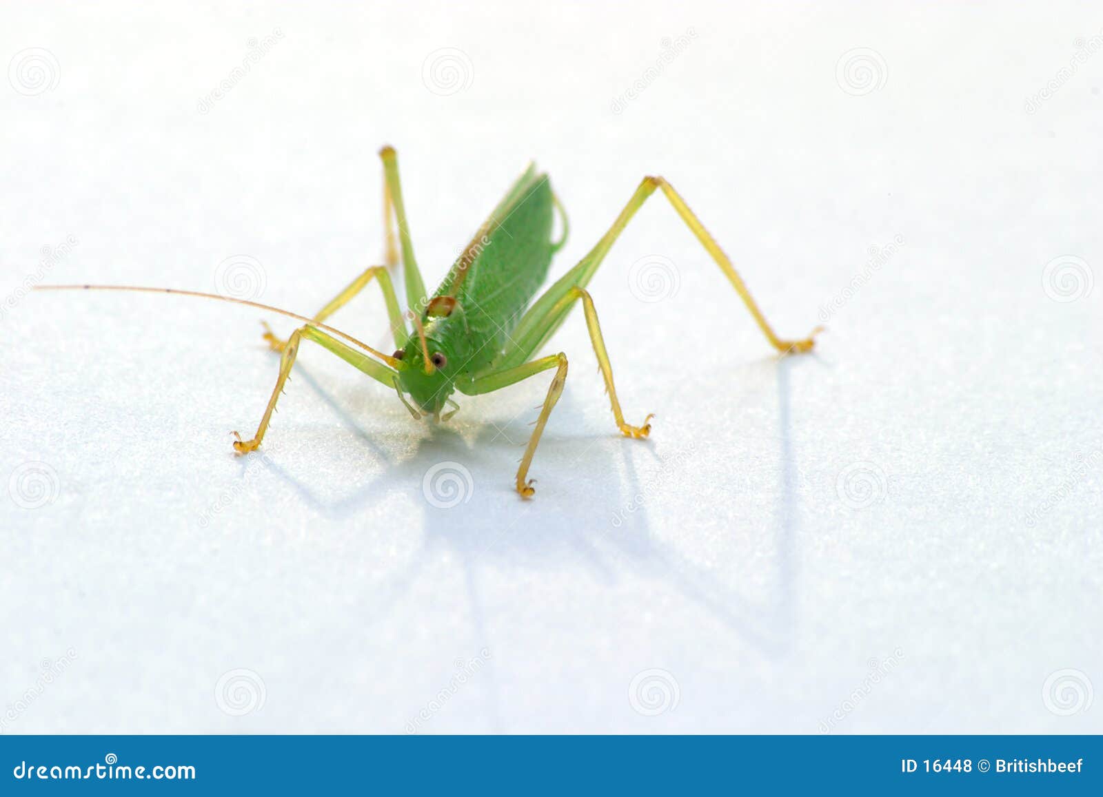 Grasshopper stock photo. Image of crickets, insect, grass - 16448