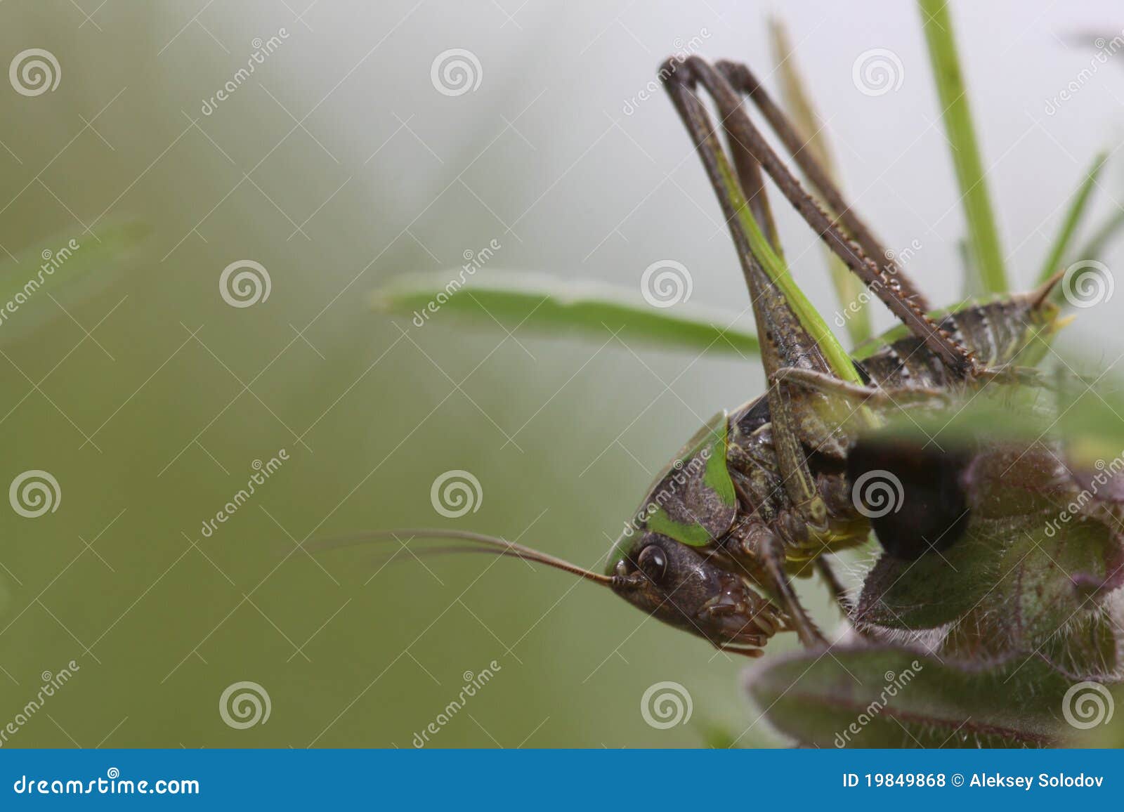 Grasshopper stock photo. Image of leaf, orthoptera, moving - 19849868