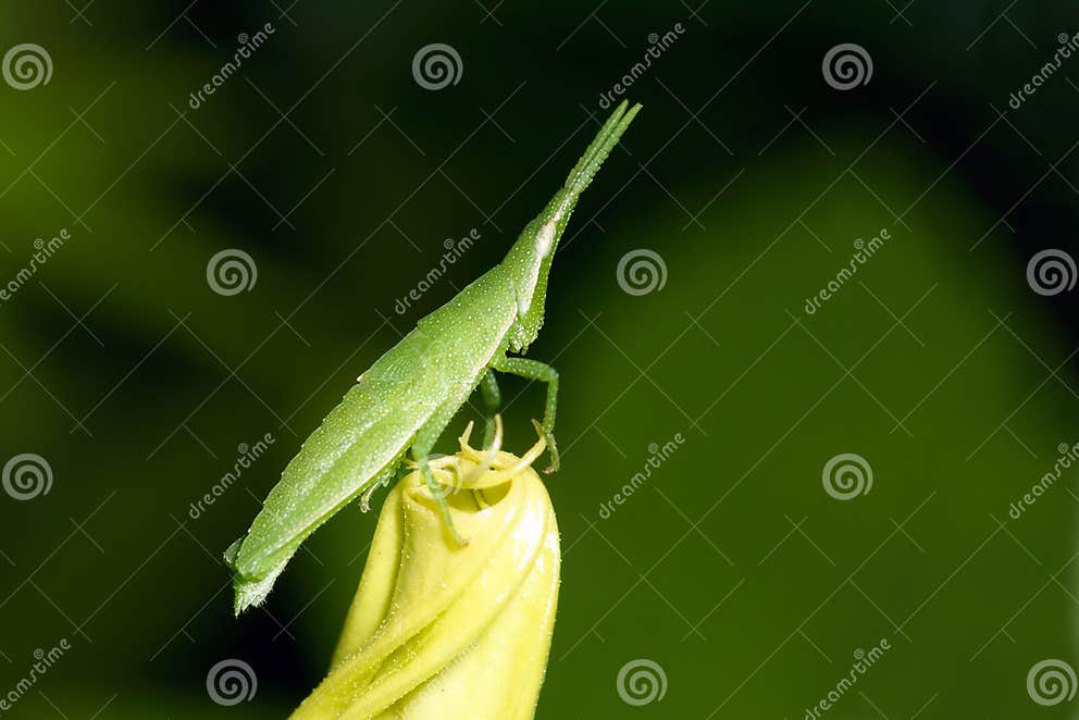 Grasshopper stock photo. Image of feeler, animal, head - 20049580