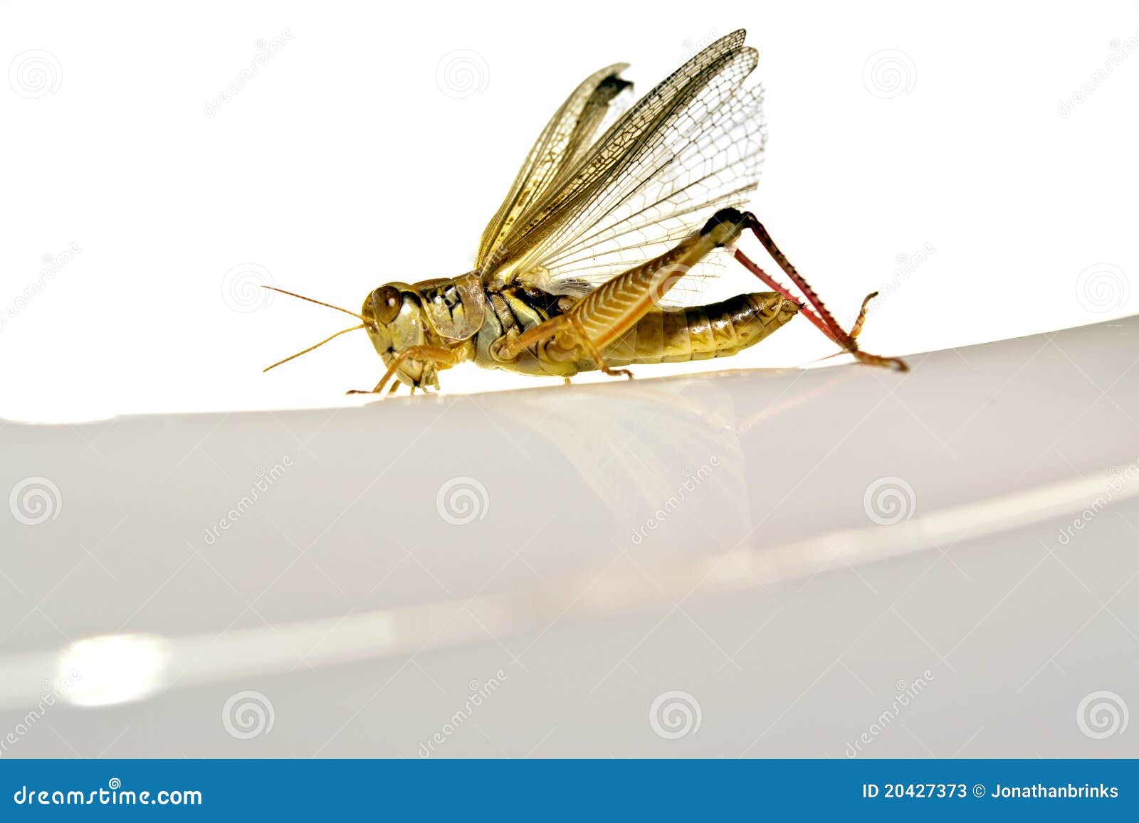 Grasshopper stock image. Image of creature, detail, macro - 20427373