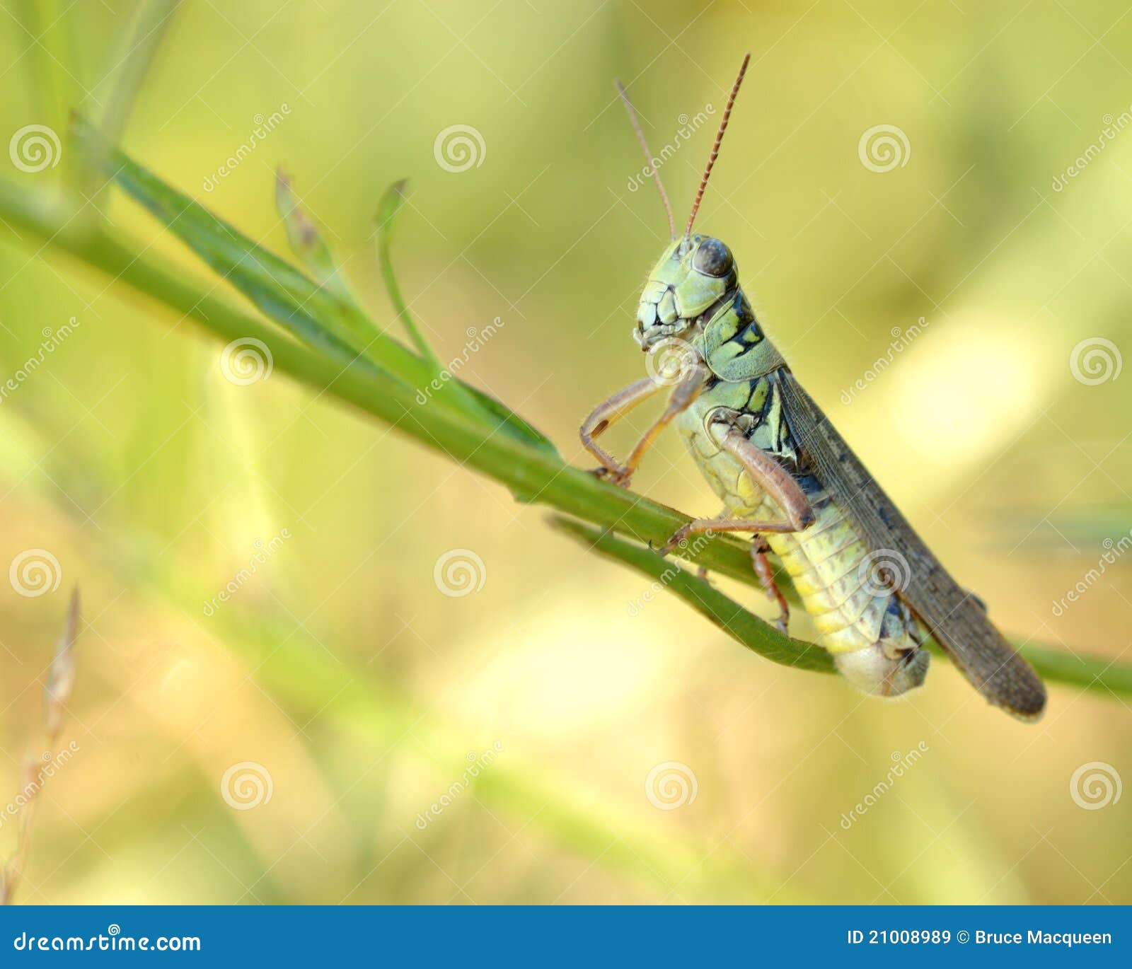 Grasshopper stock image. Image of grasshopper, insect - 21008989