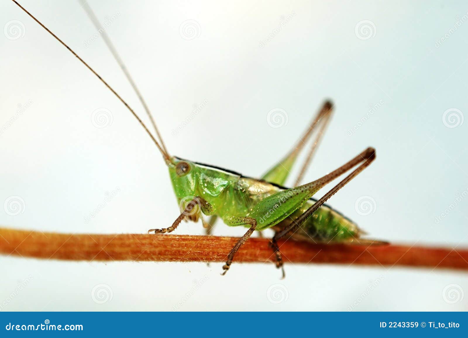 Grasshopper stock image. Image of biology, grey, horn - 2243359