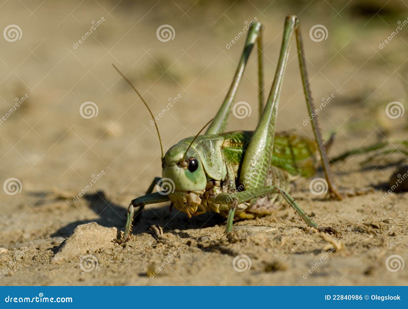 Grasshopper stock photo. Image of details, grasp, closeup - 22840986
