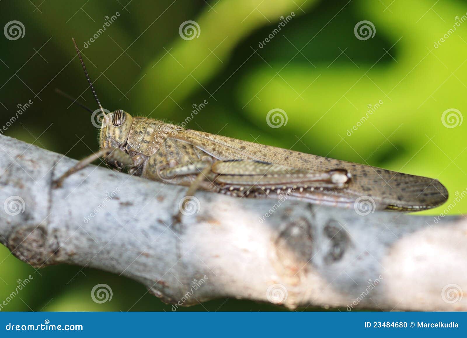 Grasshopper stock photo. Image of detail, branch, sitting - 23484680
