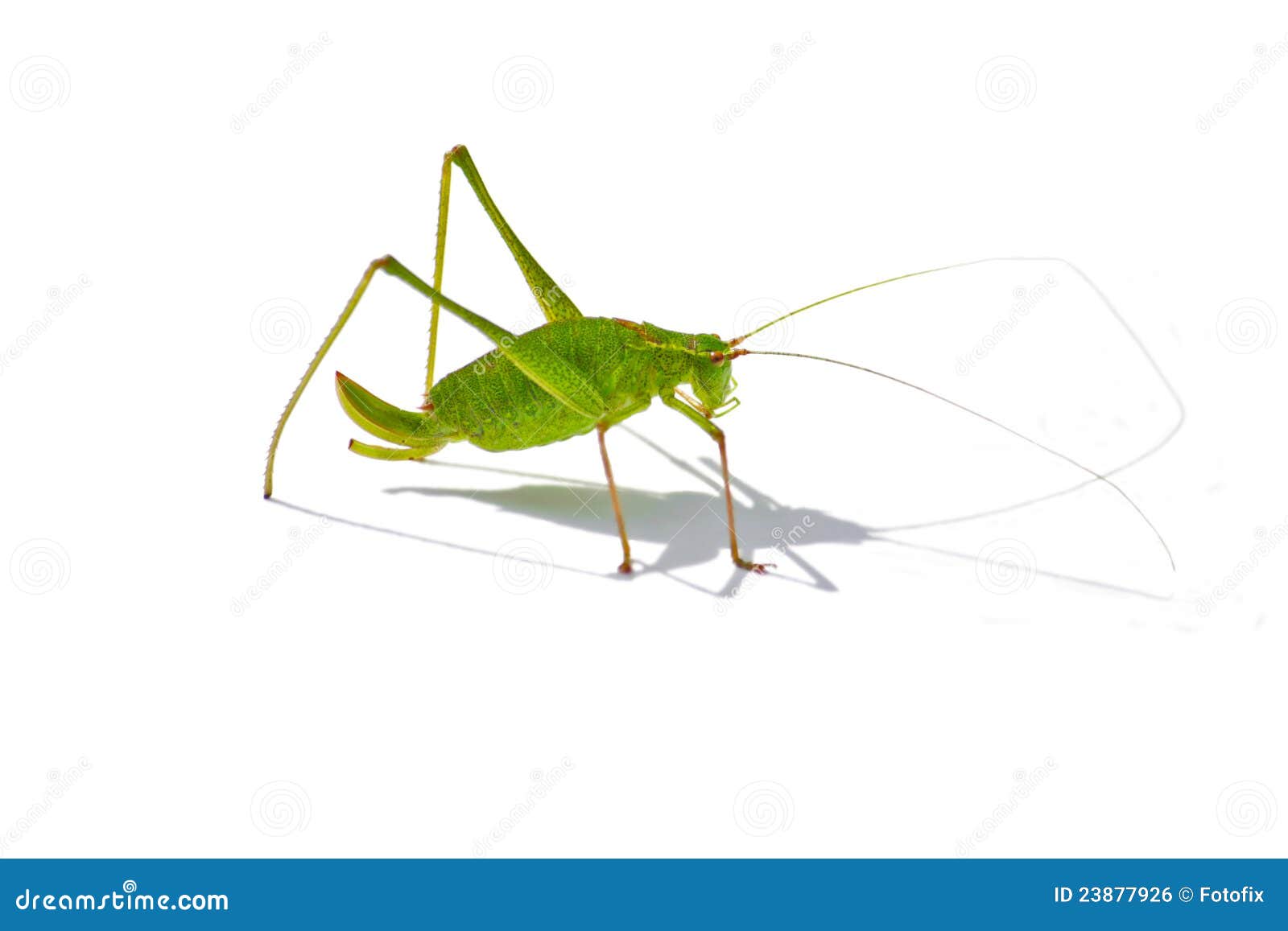 Grasshopper stock photo. Image of wildlife, long, feeler - 23877926