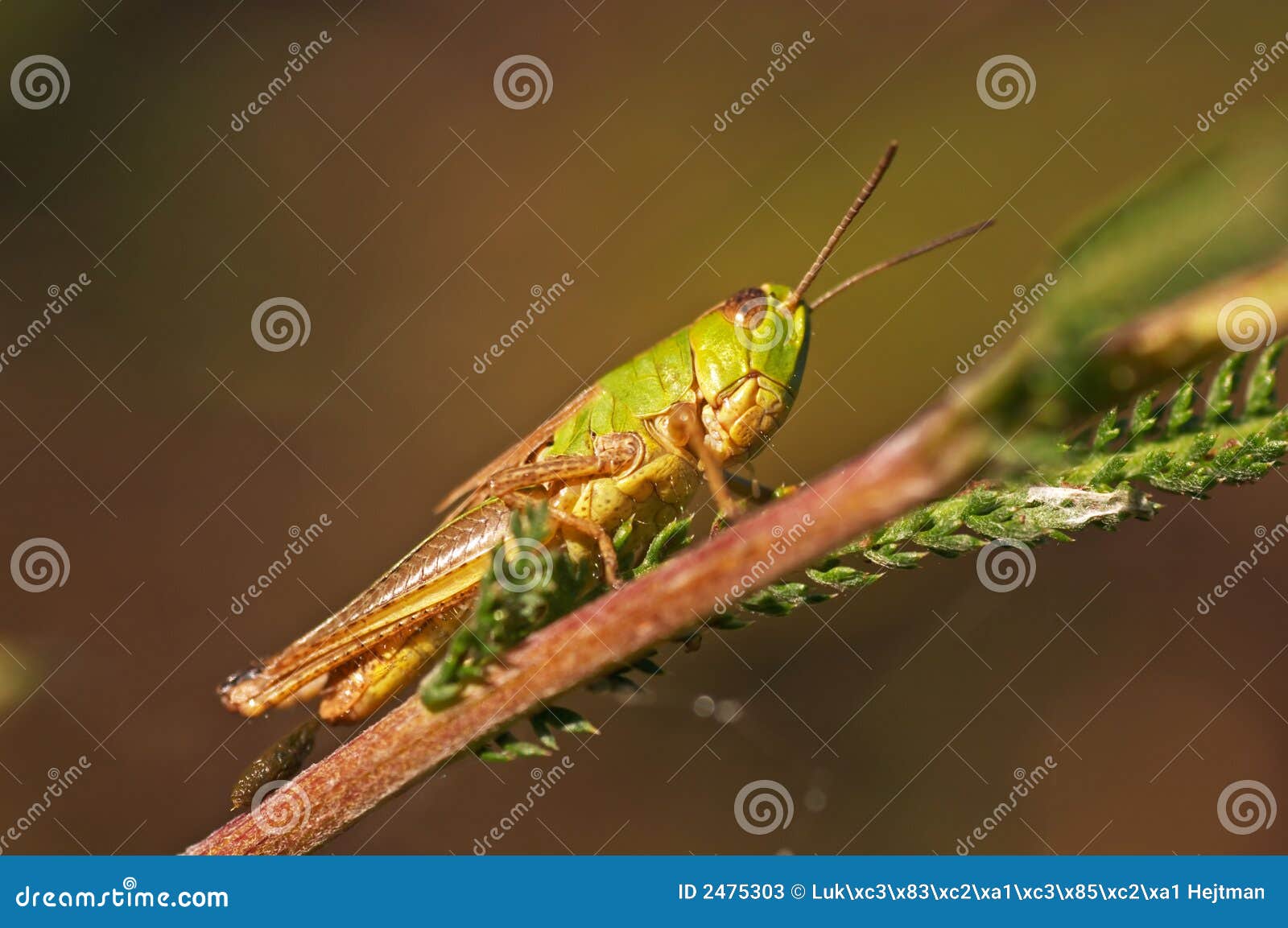 Grasshopper stock image. Image of foot, hopper, brown - 2475303