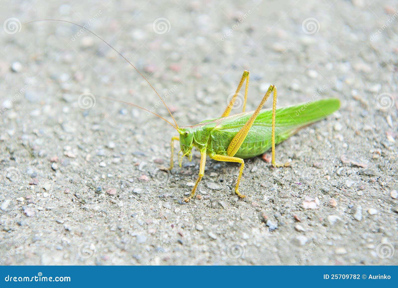 Grasshopper stock photo. Image of insect, cling, arthropod - 25709782