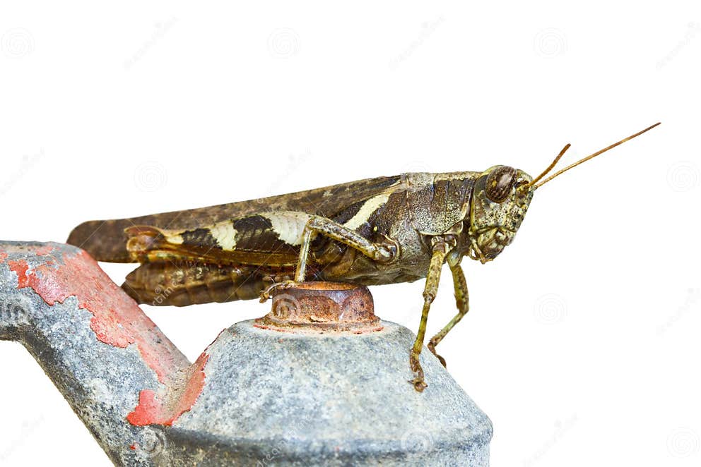Grasshopper. stock photo. Image of human, grasshopper - 26082876